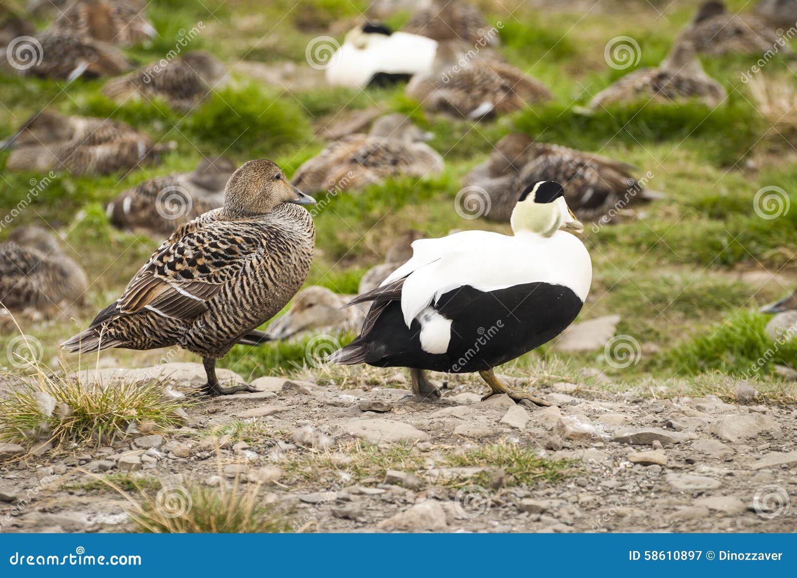 Couple of Common Eiders in Arctic, Svalbard Stock Image - Image of ...
