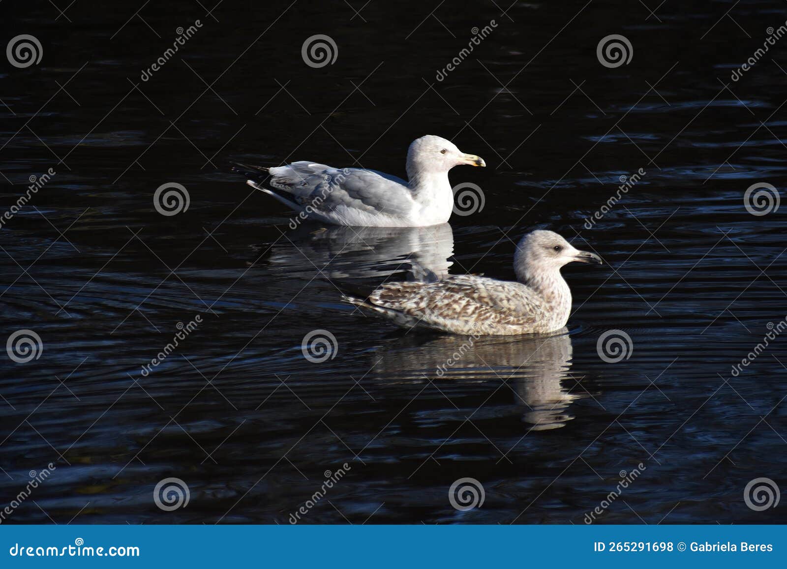 A Couple of Common Gull, Floating on Water. Stock Photo - Image of ...