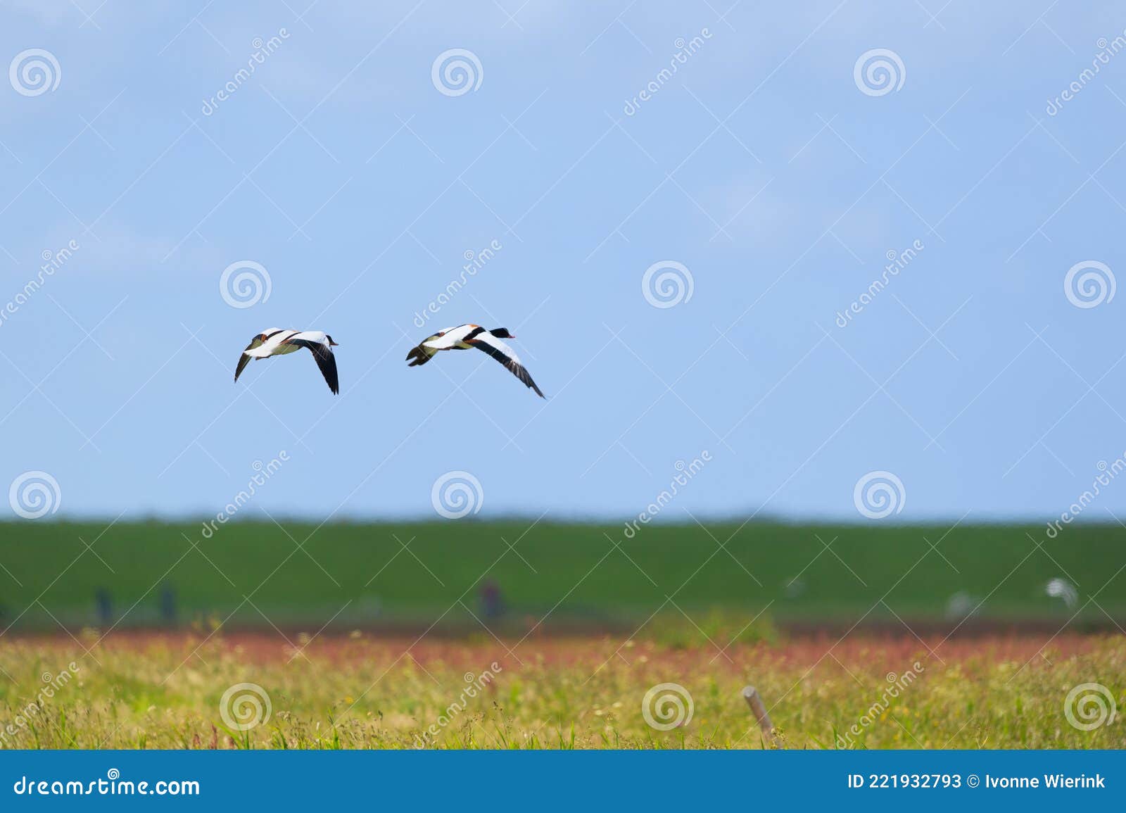 Couple Common Shelduck Flying in the Air Stock Image - Image of tadorna ...