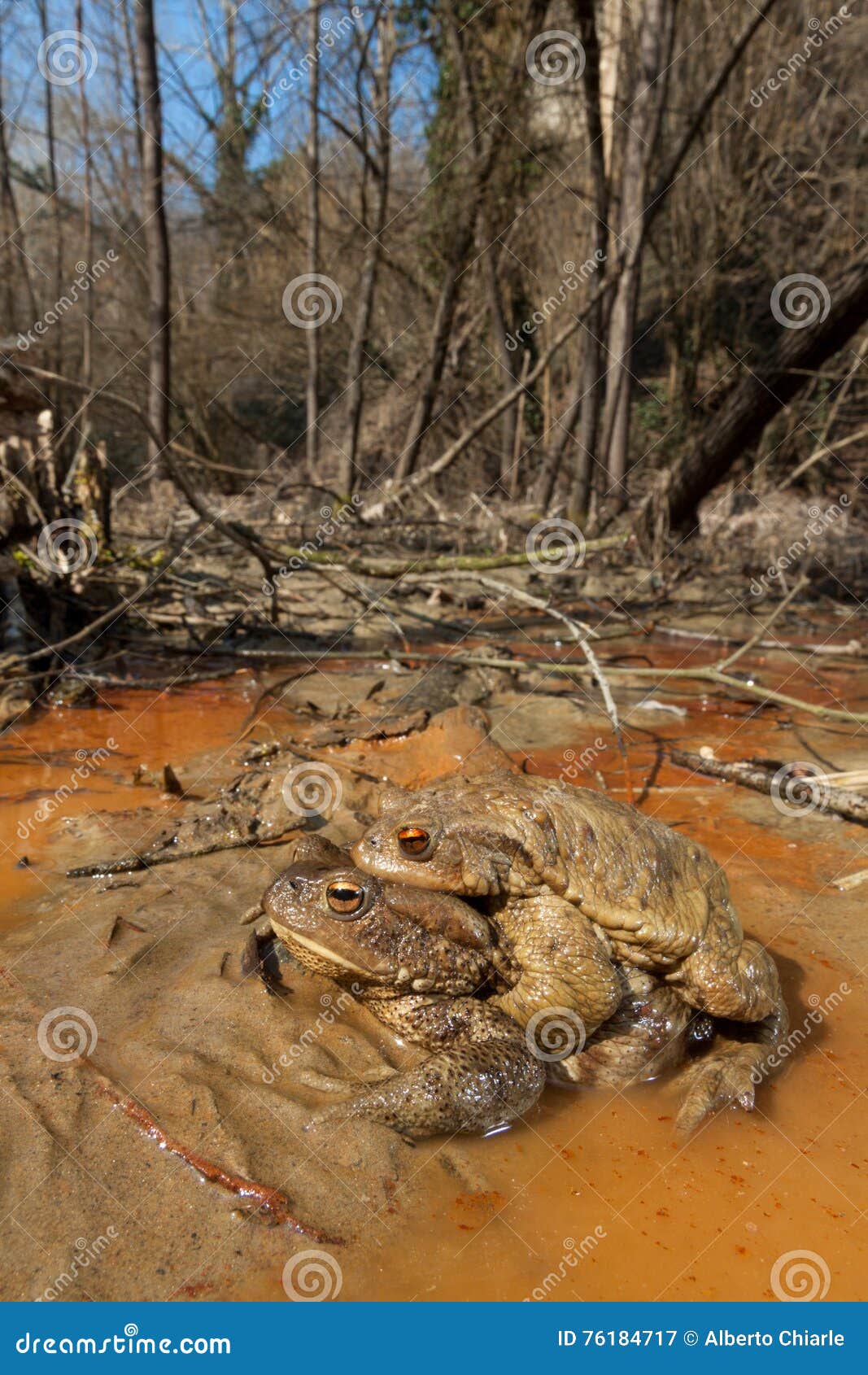 Couple of Common Toad in Early Spring during the Breeding Season Stock ...