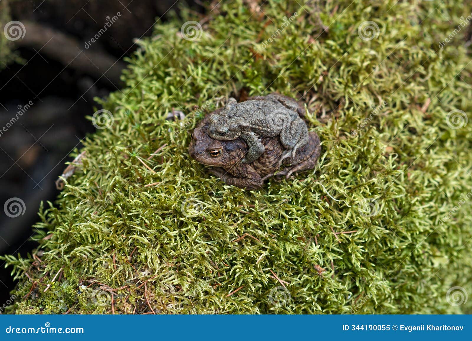 Couple of Common Toads in Amplexus among Moss Stock Image - Image of ...