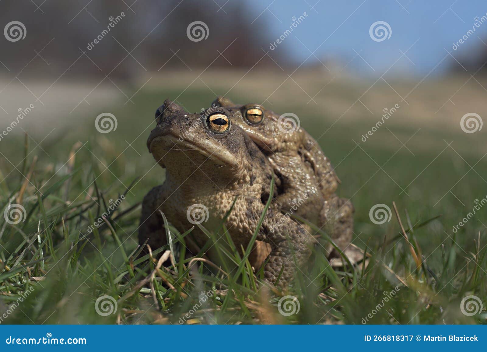 A Couple of Common Toads in the Meadow. Stock Image - Image of pair ...