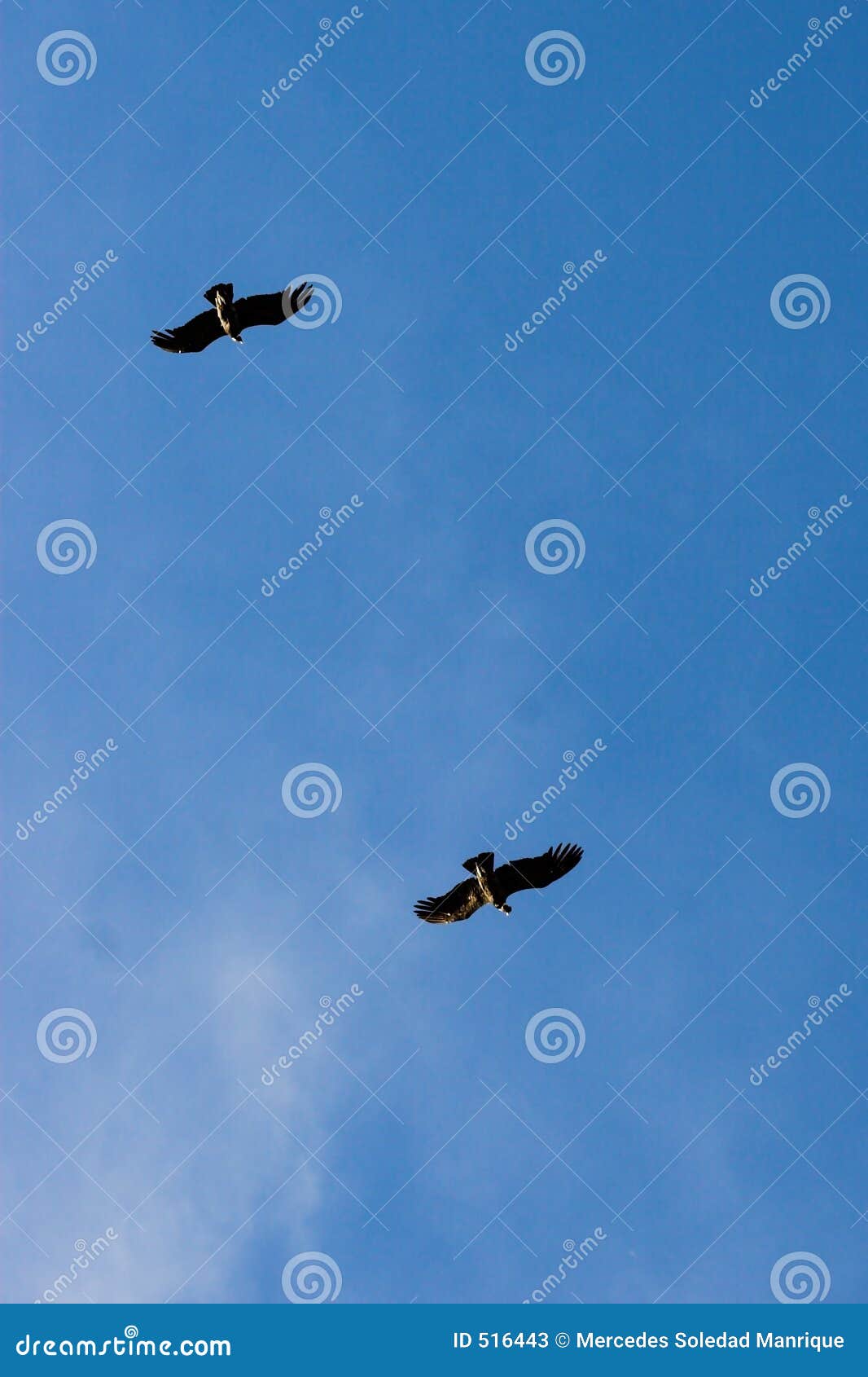Couple of condors flying stock image. Image of soaring - 516443