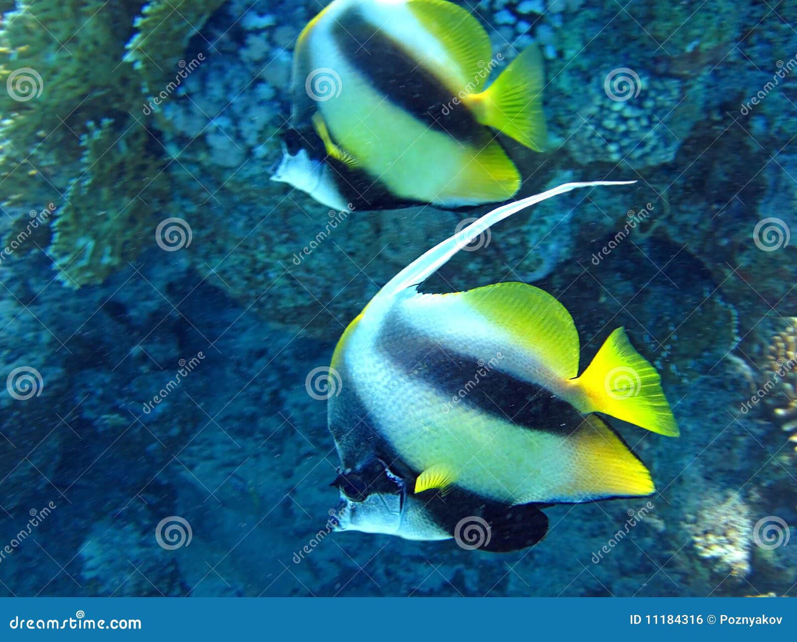 Couple of Coral Fish in Blue Water. Stock Photo - Image of travel ...