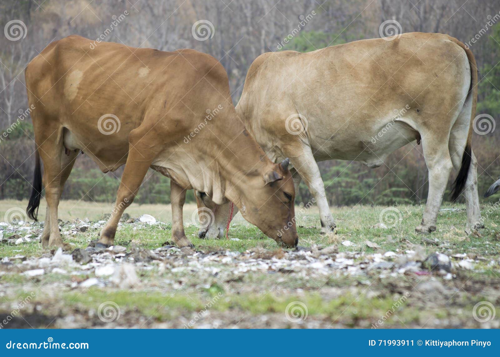 Couple cow stock image. Image of summer, hand, fresh - 71993911