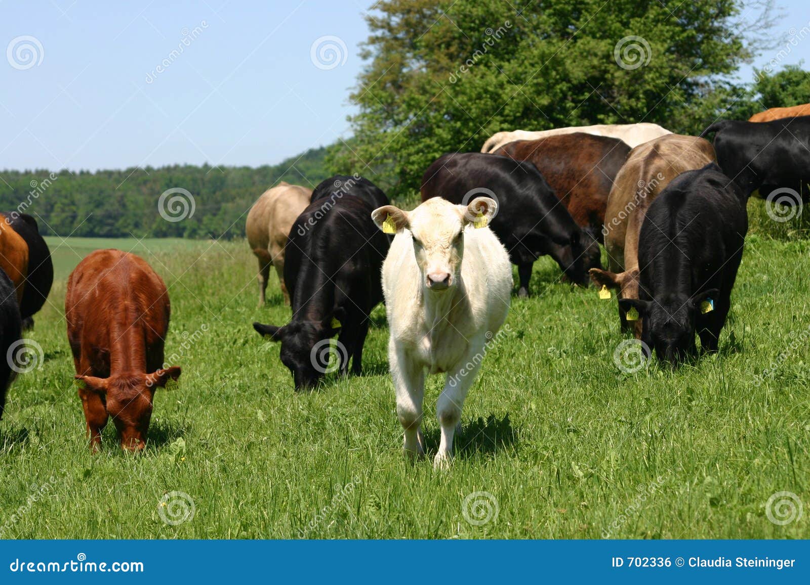 A couple of cows stock photo. Image of colors, summer, natural - 702336
