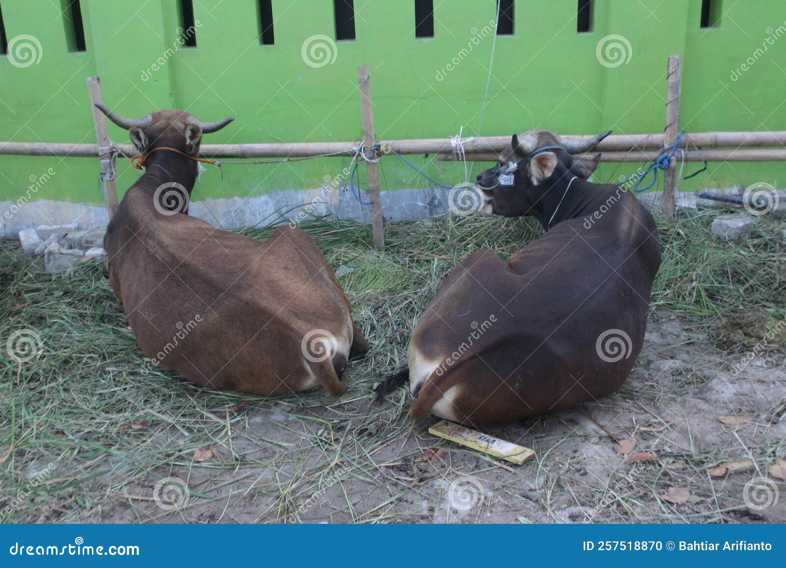 A couple of cows stock photo. Image of couple, goats - 257518870