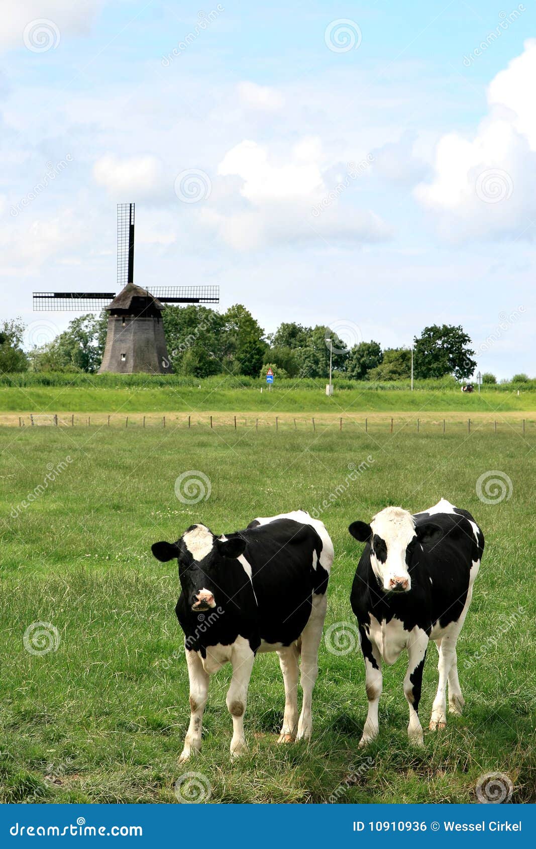 Couple of Cows in Dutch Landscapes with Mill Stock Photo - Image of ...