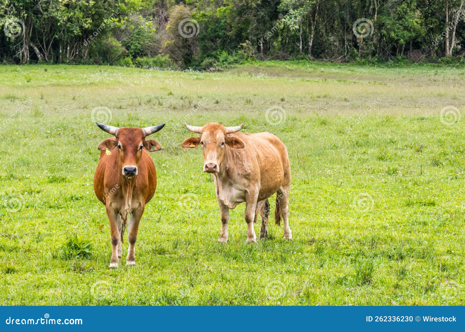 Couple of Cows on a Green Pasture Stock Photo - Image of herd ...