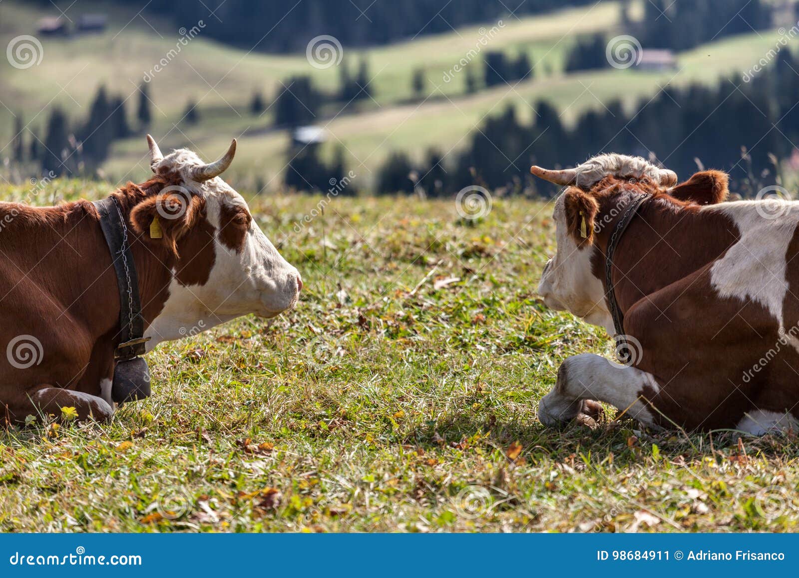 Couple of cows stock image. Image of green, horns, grass - 98684911