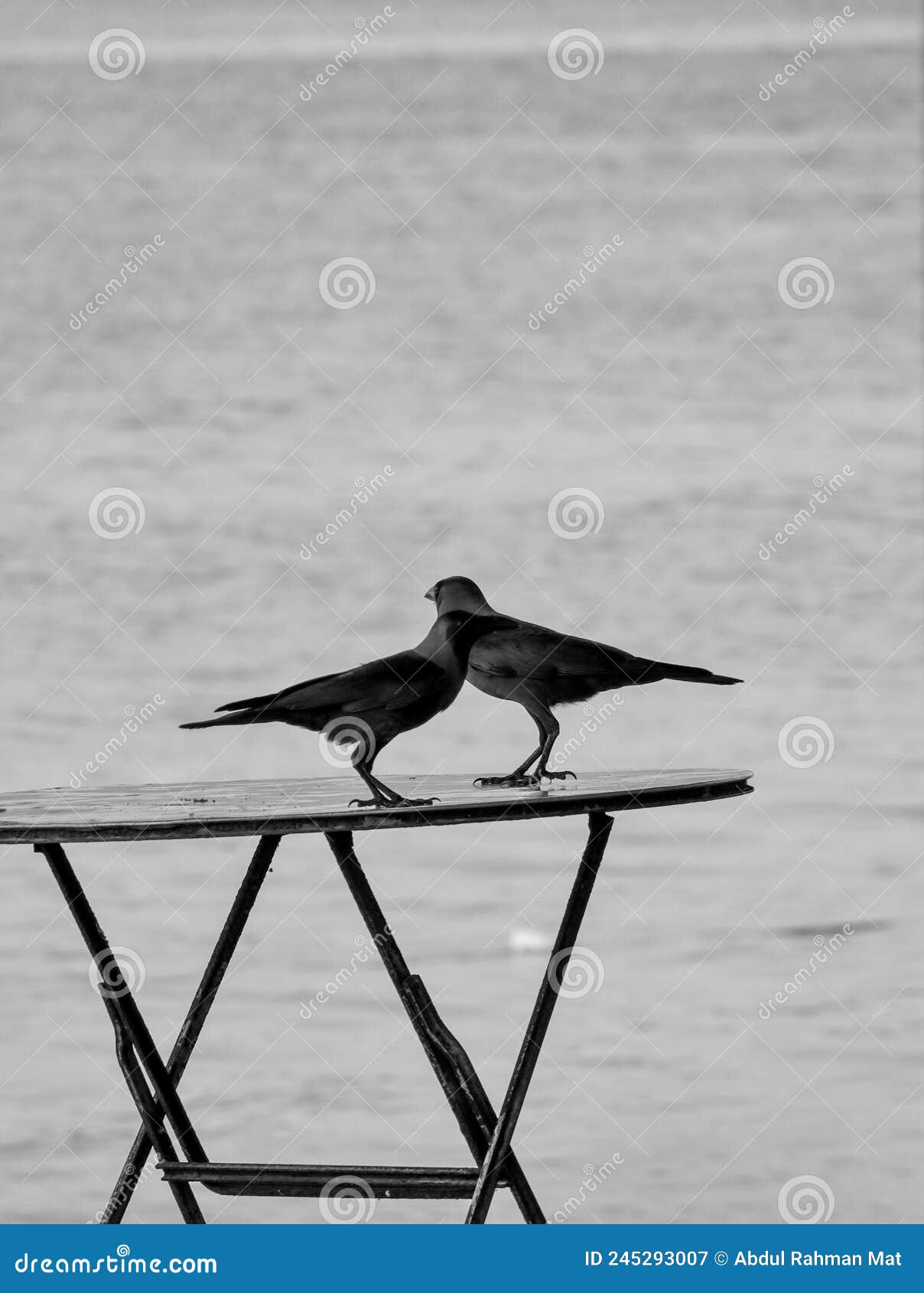 Couple of Crow on the Table Stock Image - Image of photograph ...