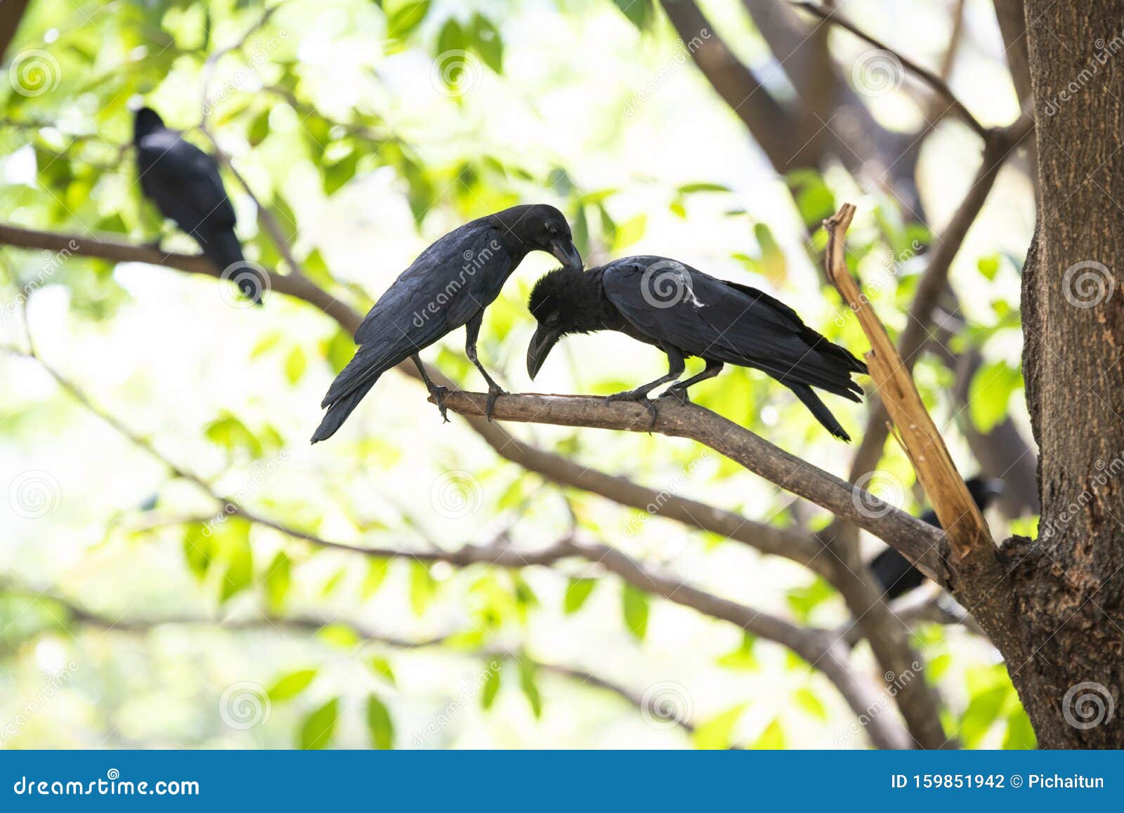 Eastern jungle crow stock photo. Image of animal, perching - 159851942
