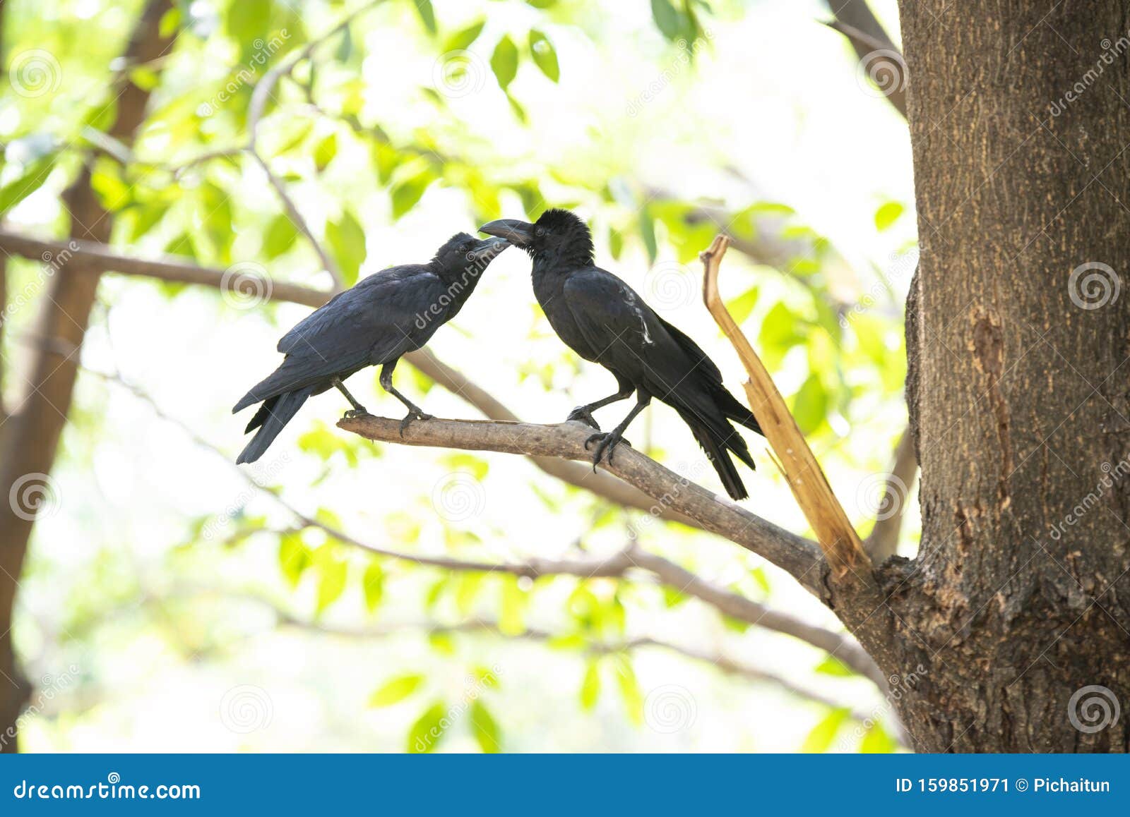 Eastern jungle crow stock image. Image of park, crows - 159851971