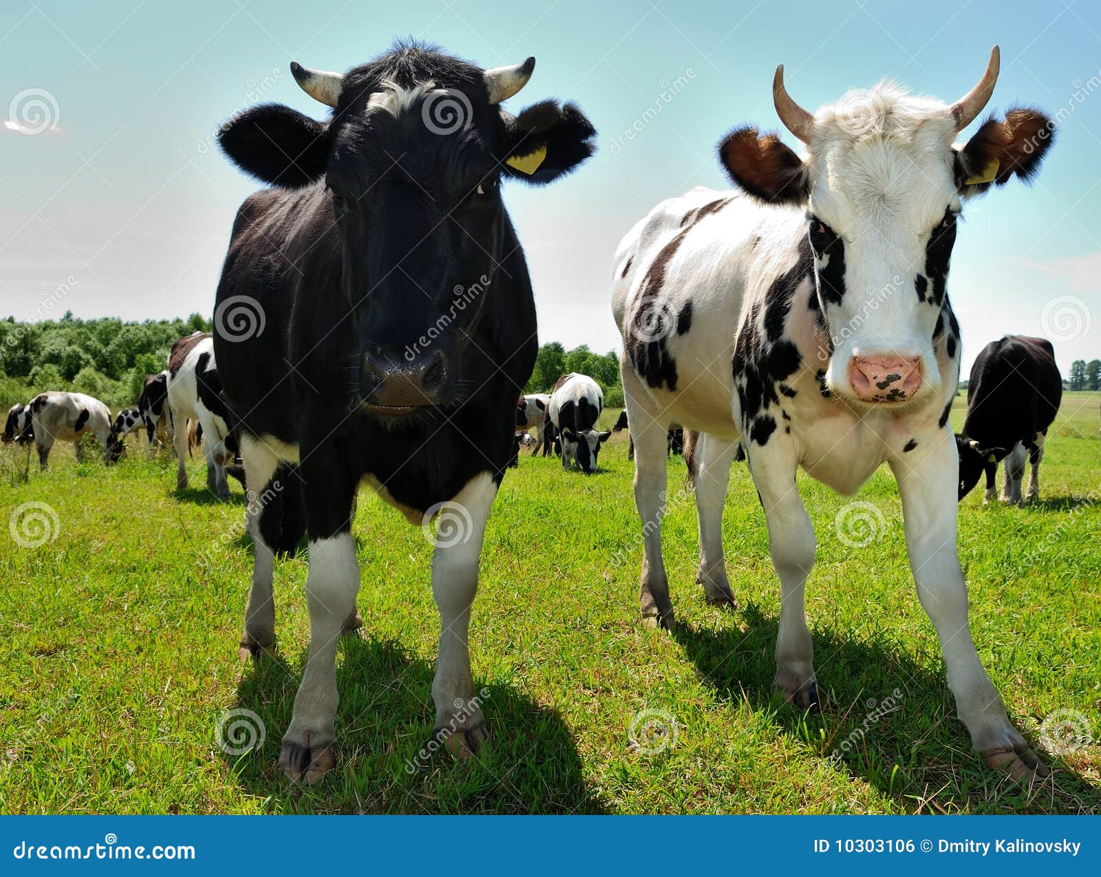 Couple of Curious Cows on Pasture Stock Photo - Image of agriculture ...