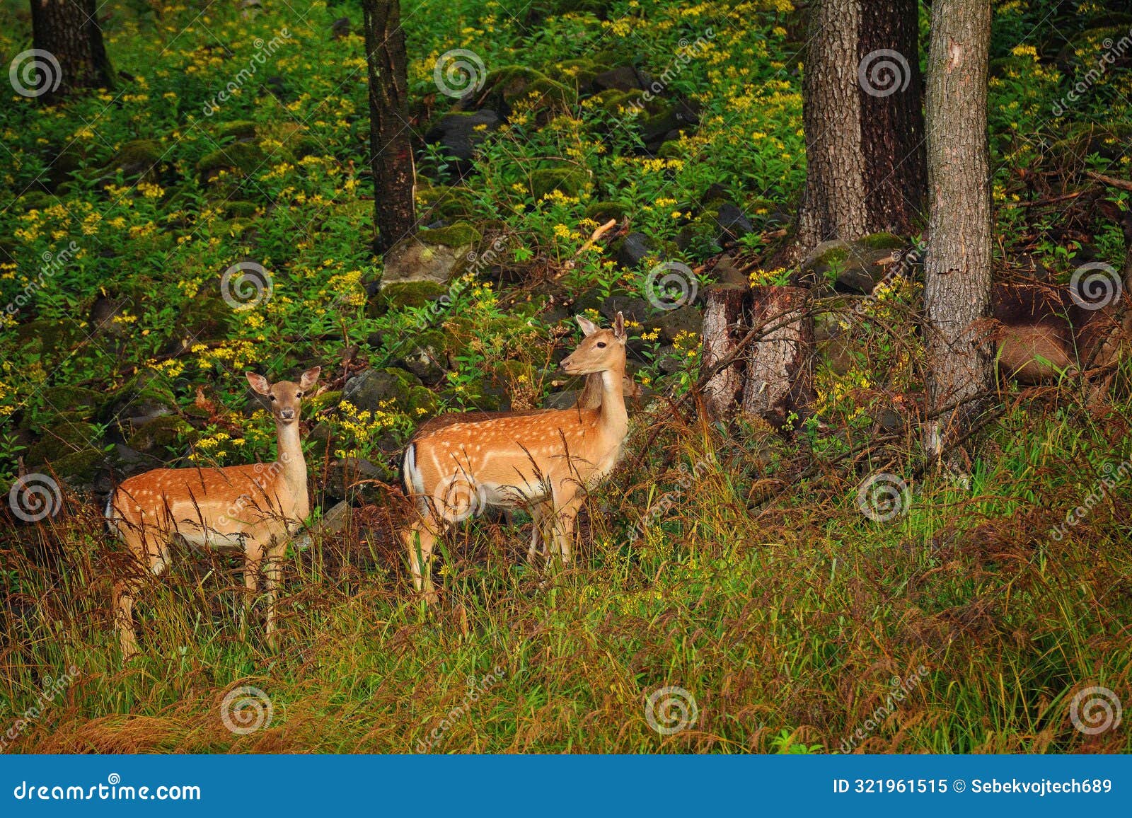 A Couple of Curious Fallow Deer in Beautiful Forest in Czechia Stock ...