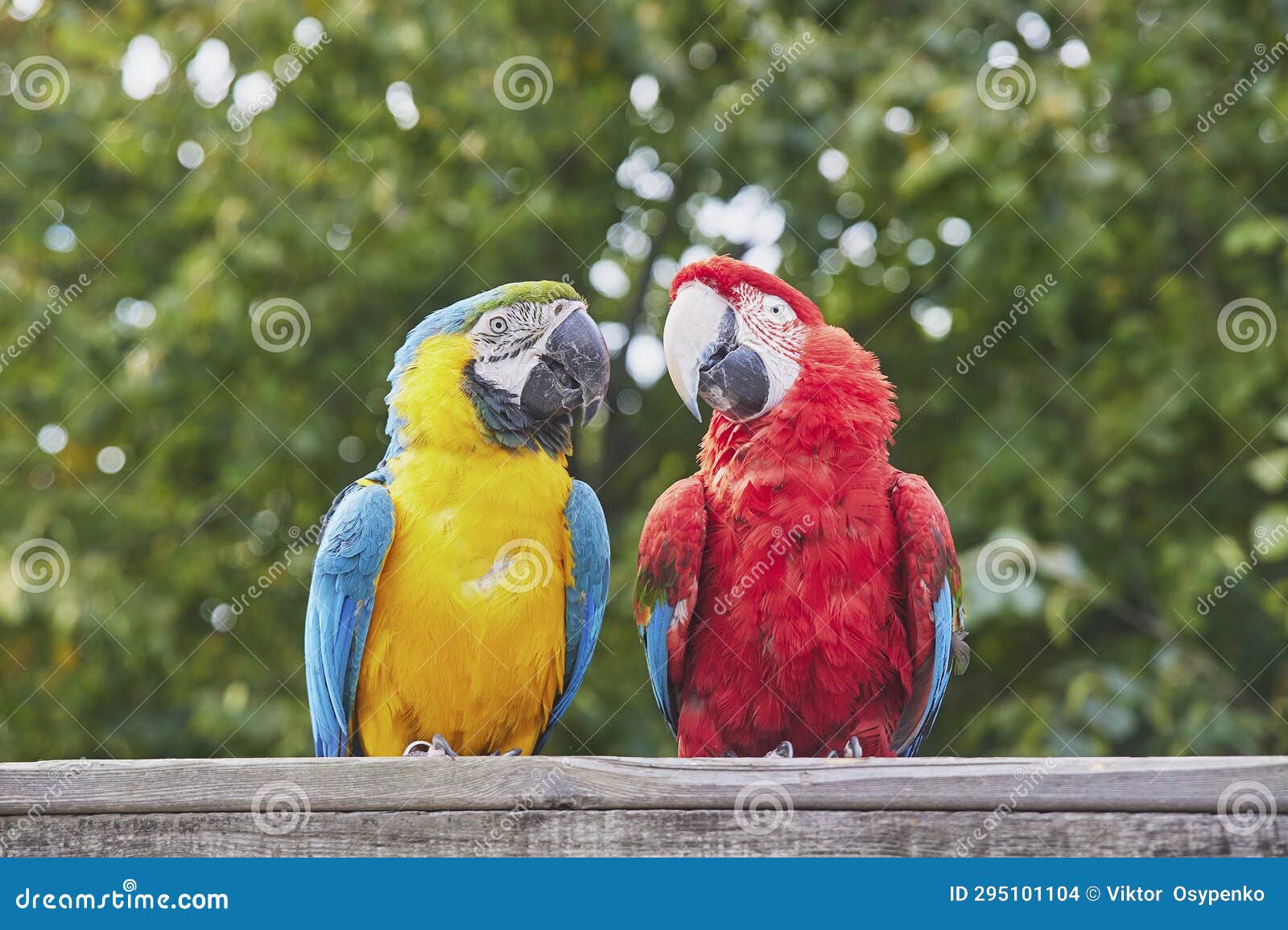Couple of Cute Big Parrots. Close-up Stock Photo - Image of outdoor ...