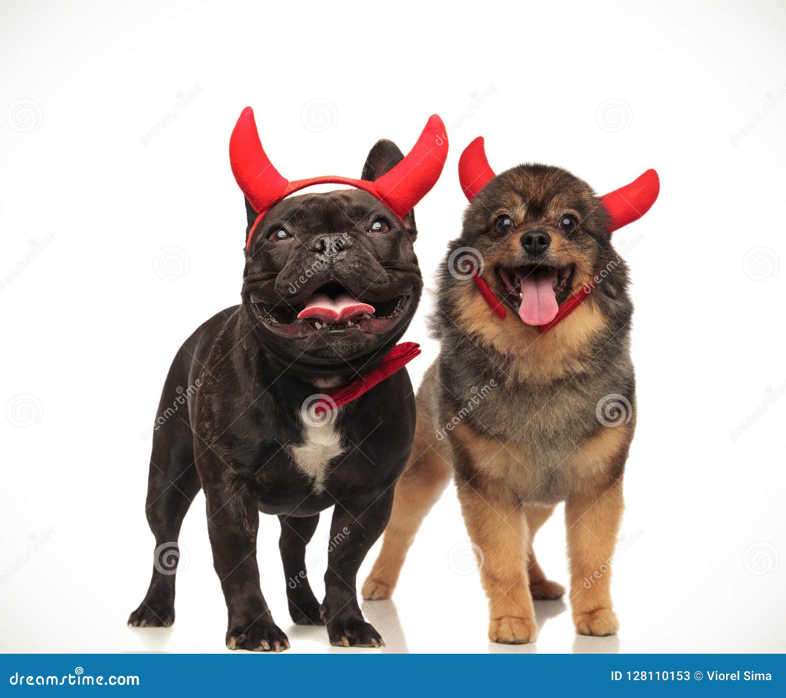 Couple of Cute Devil Dogs Celebrating Halloween Together Stock Image ...