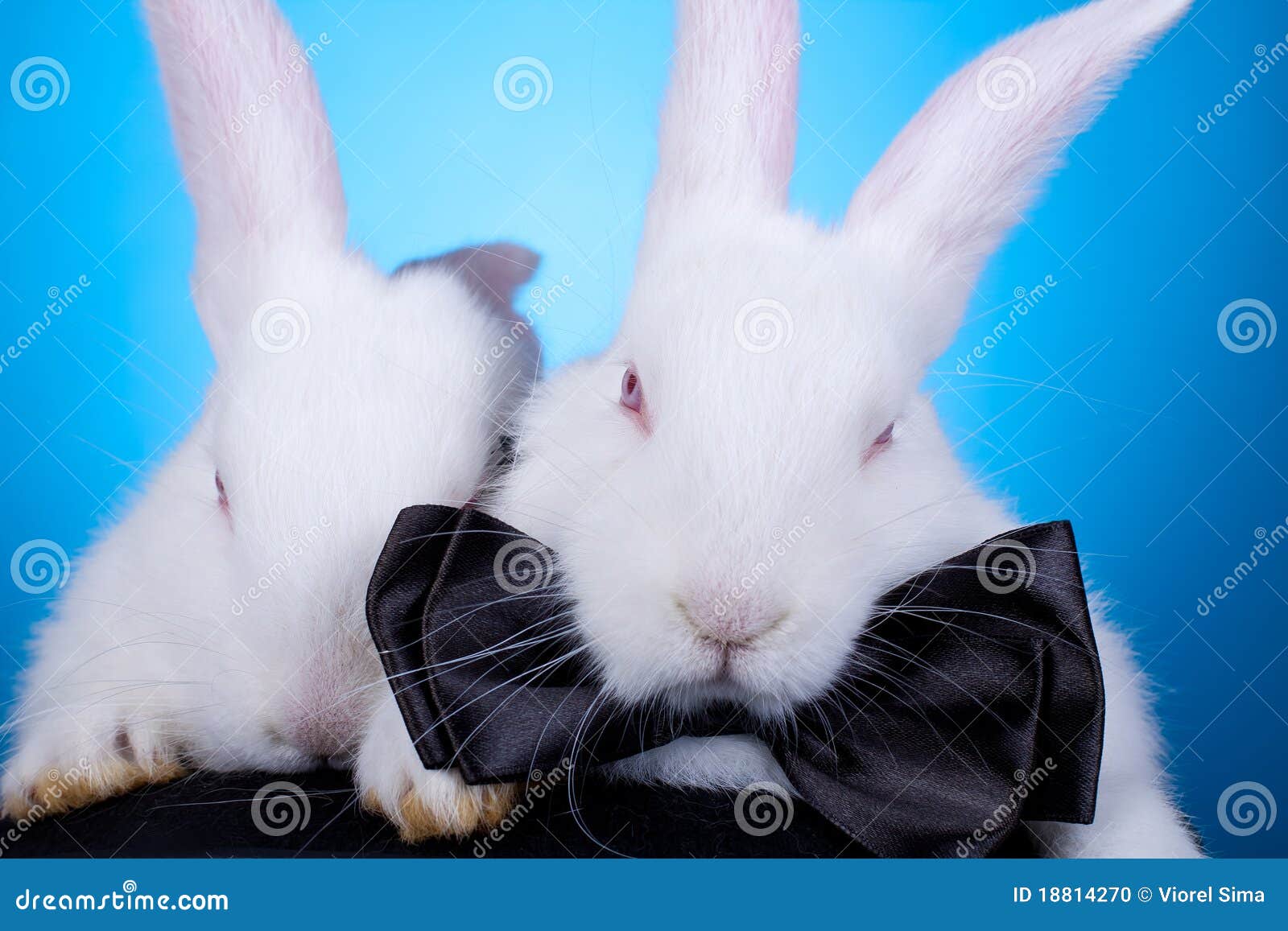 Couple Cute White Baby Rabbits Stock Photo - Image of funny, clean ...