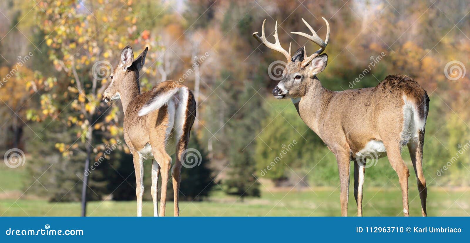 Couple of deer during fall stock photo. Image of male - 112963710