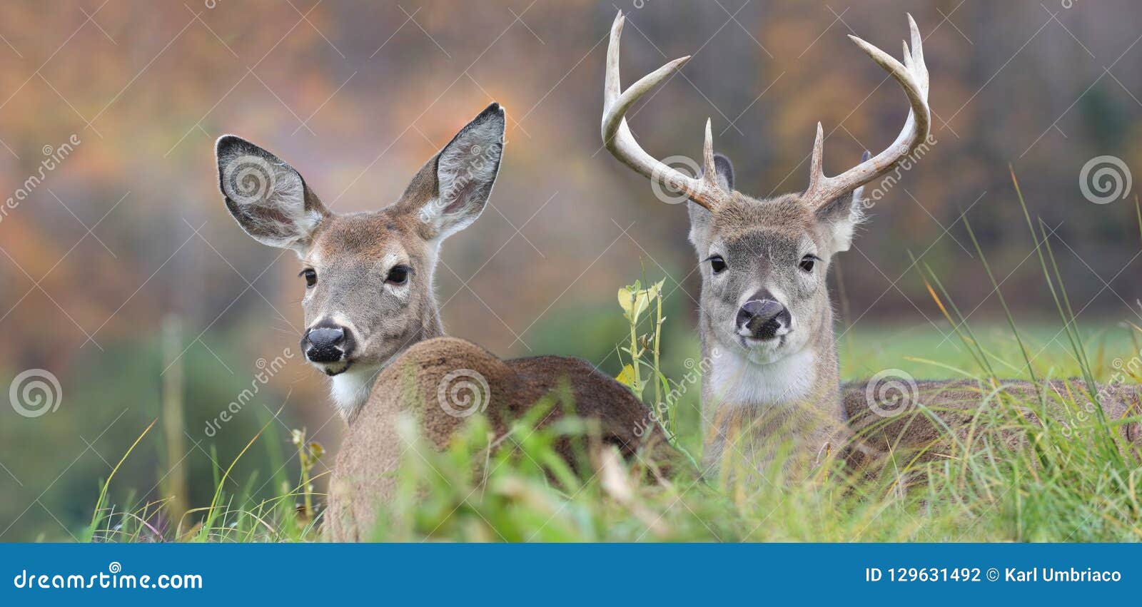 Couple of deer stock photo. Image of relaxation, buck - 129631492