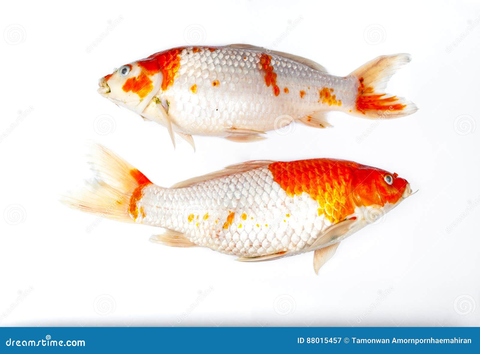 Couple of Died Koi Fish on White Background, Isolated Stock Image ...