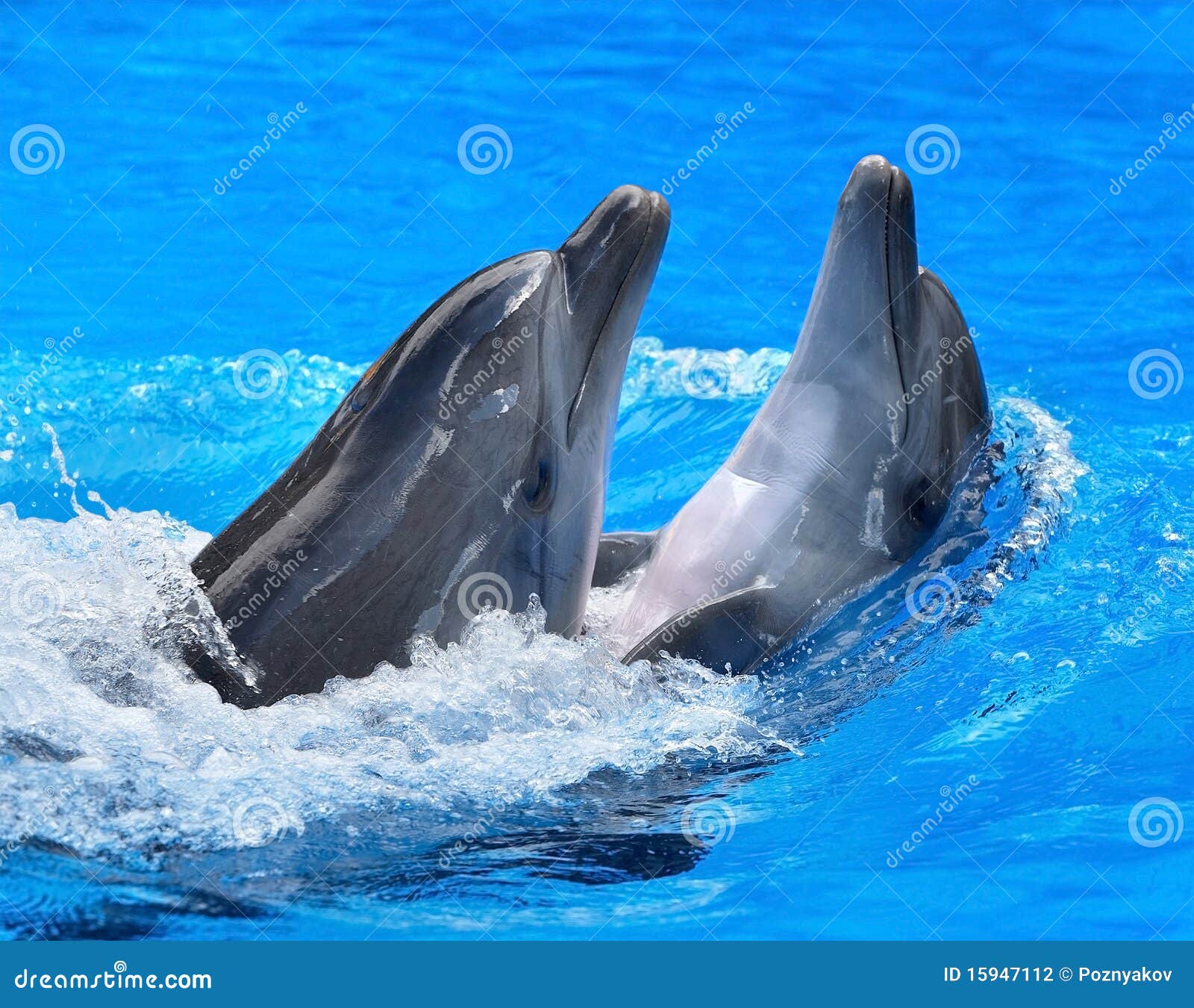Couple of Dolphin in Blue Water. Stock Photo - Image of happy, blue ...