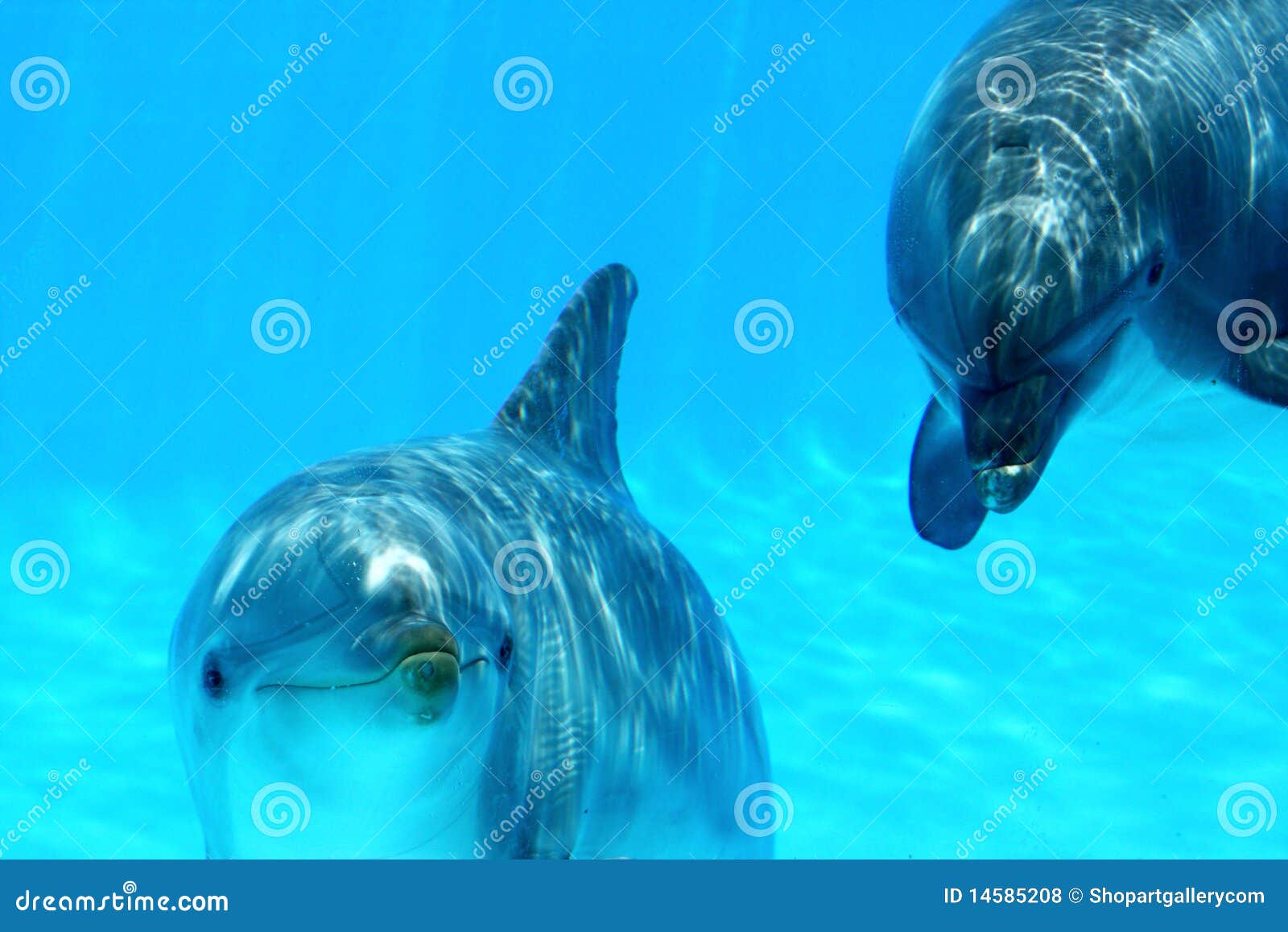 Couple of Dolphins stock photo. Image of friend, marine - 14585208