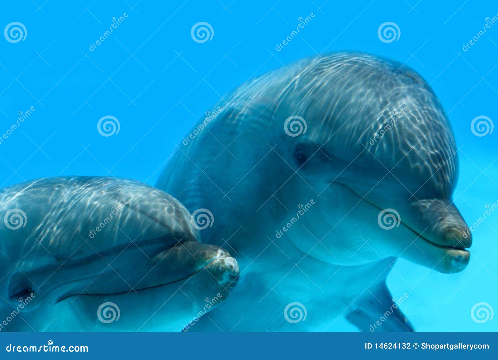 Couple of Dolphins stock photo. Image of friend, friendly - 14624132