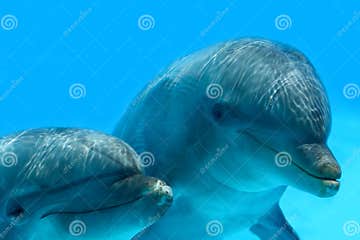 Couple of Dolphins stock photo. Image of friend, friendly - 14624132