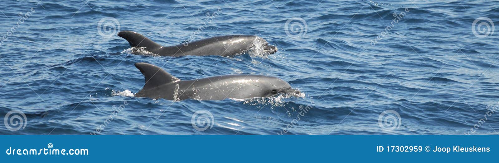 Couple of dolphins stock image. Image of mammal, ocean - 17302959