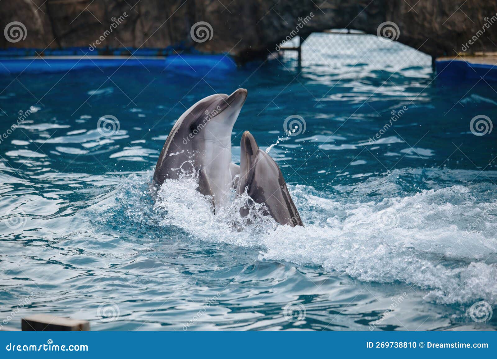 Couple of Dolphins Dancing in Blue Water Stock Photo - Image of ...