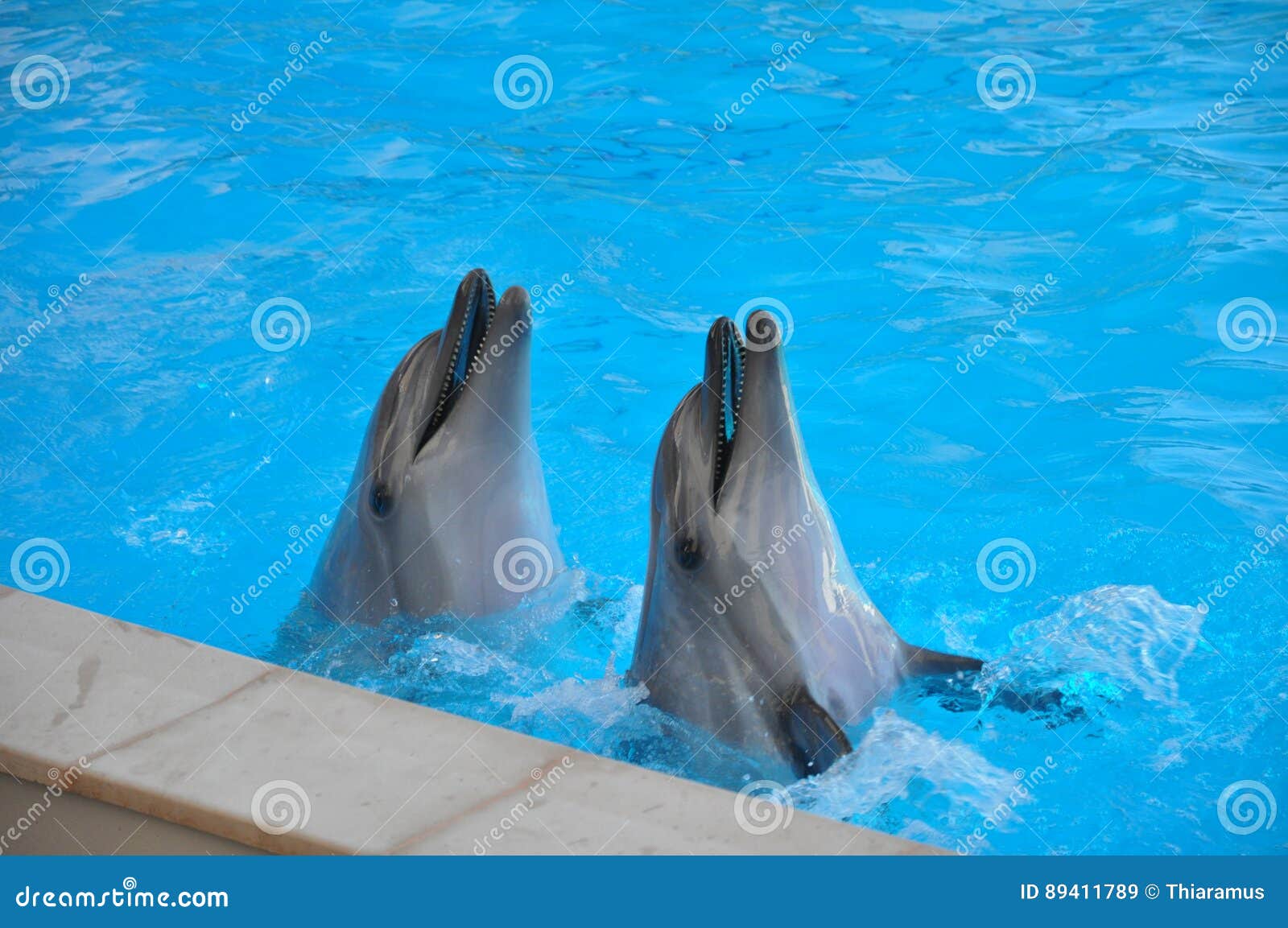 Couple of dolphins stock image. Image of crimea, blue - 89411789