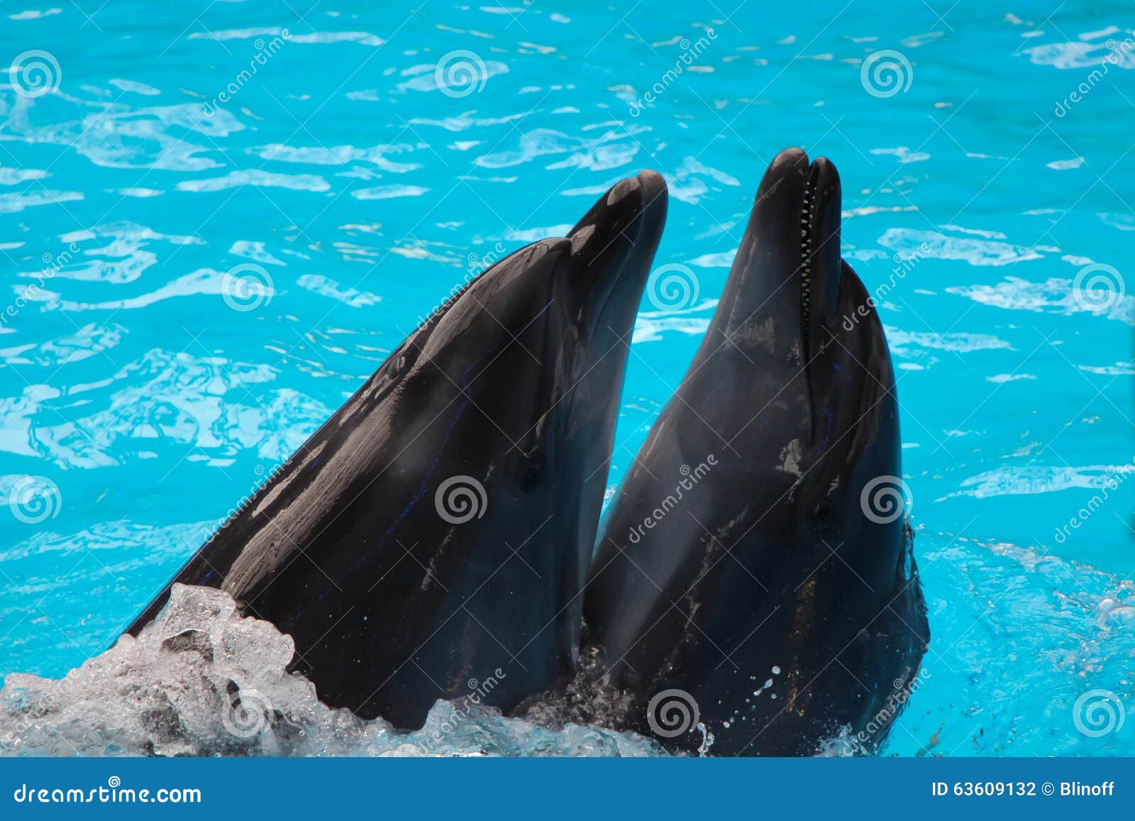 A couple of dolphins stock photo. Image of skin, pose - 63609132