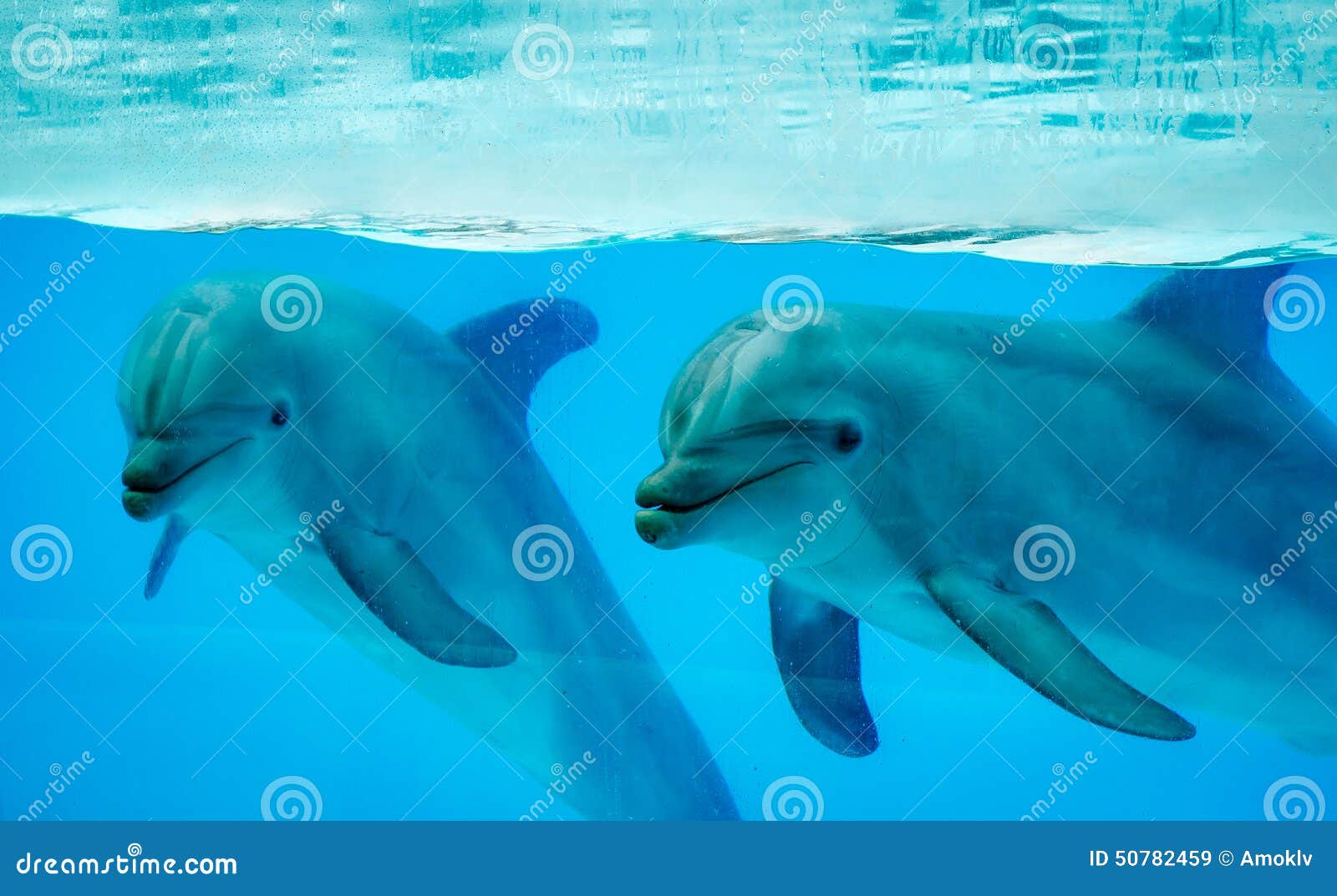 Couple dolphins stock image. Image of dolphins, andalusia - 50782459