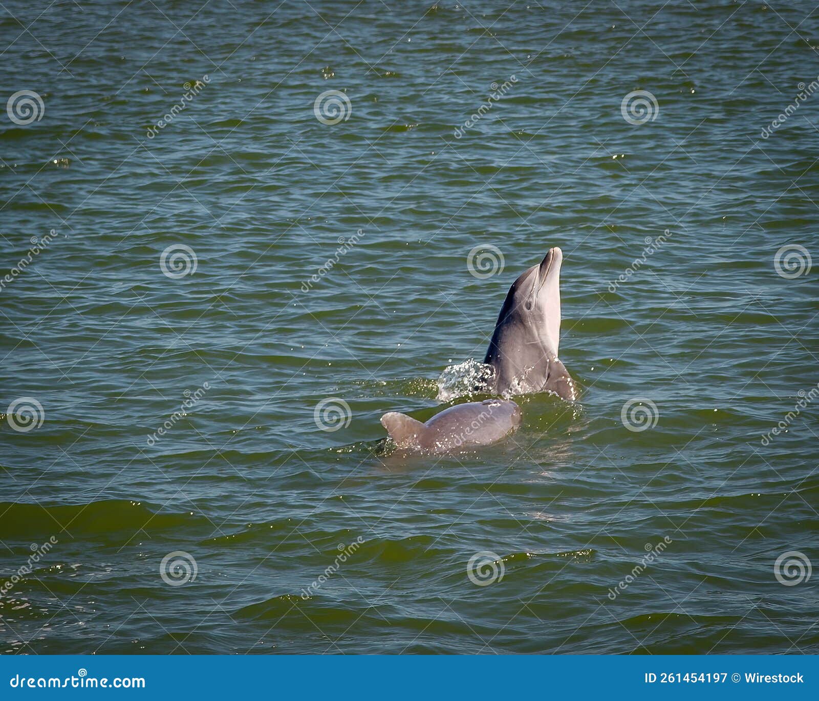 Couple of Dolphins in the Sea Stock Image - Image of dolphin, water ...