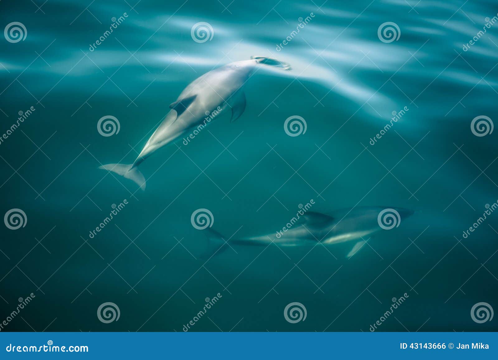 Couple of Dolphins stock photo. Image of fish, natural - 43143666