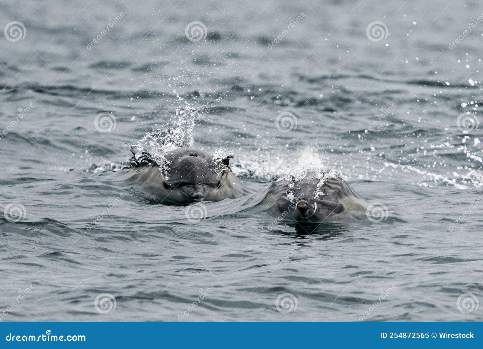 Couple of Dolphins Swimming in the Sea Stock Image - Image of wildlife ...