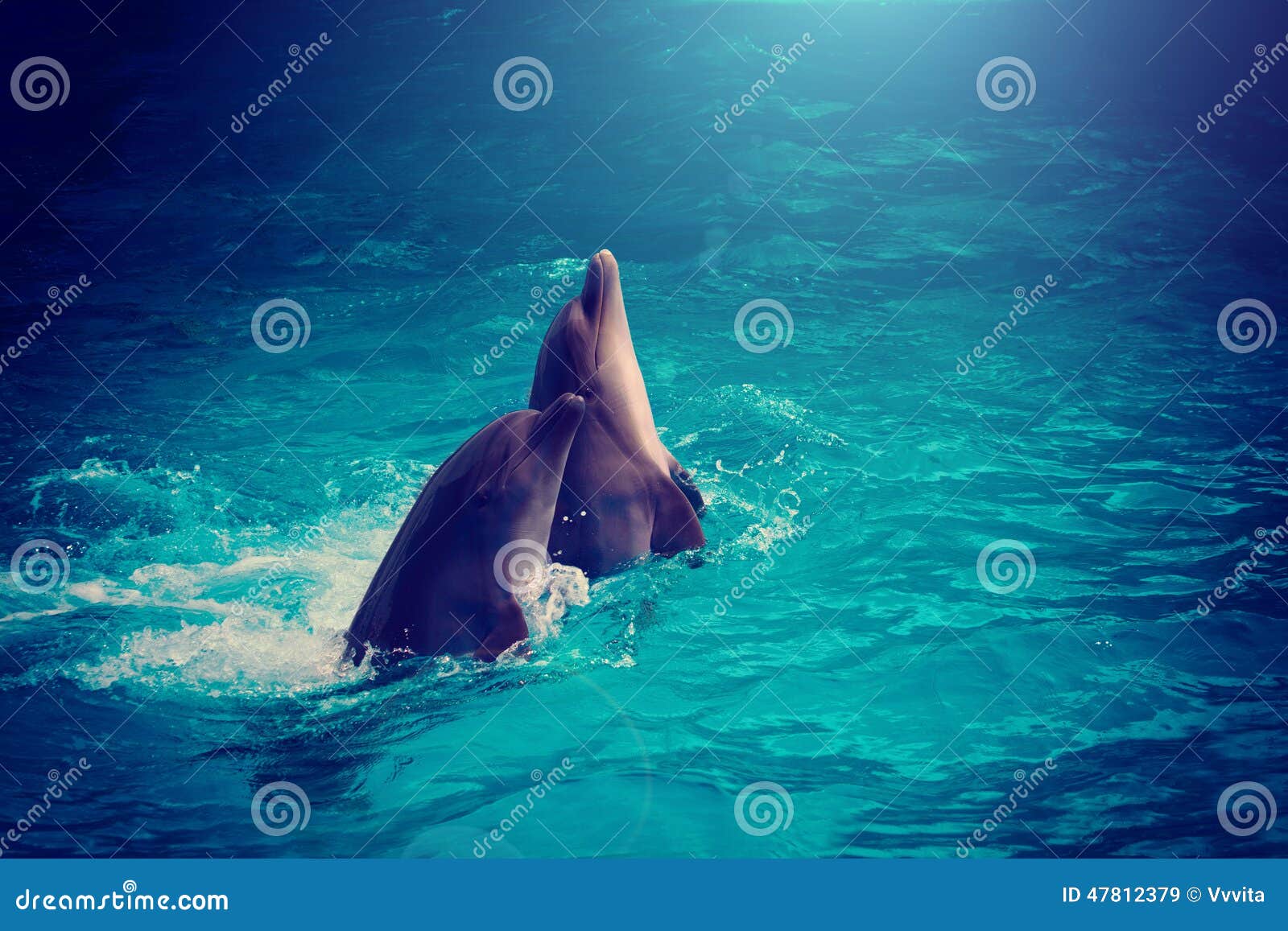 Couple dolphins stock image. Image of dance, play, animal - 47812379