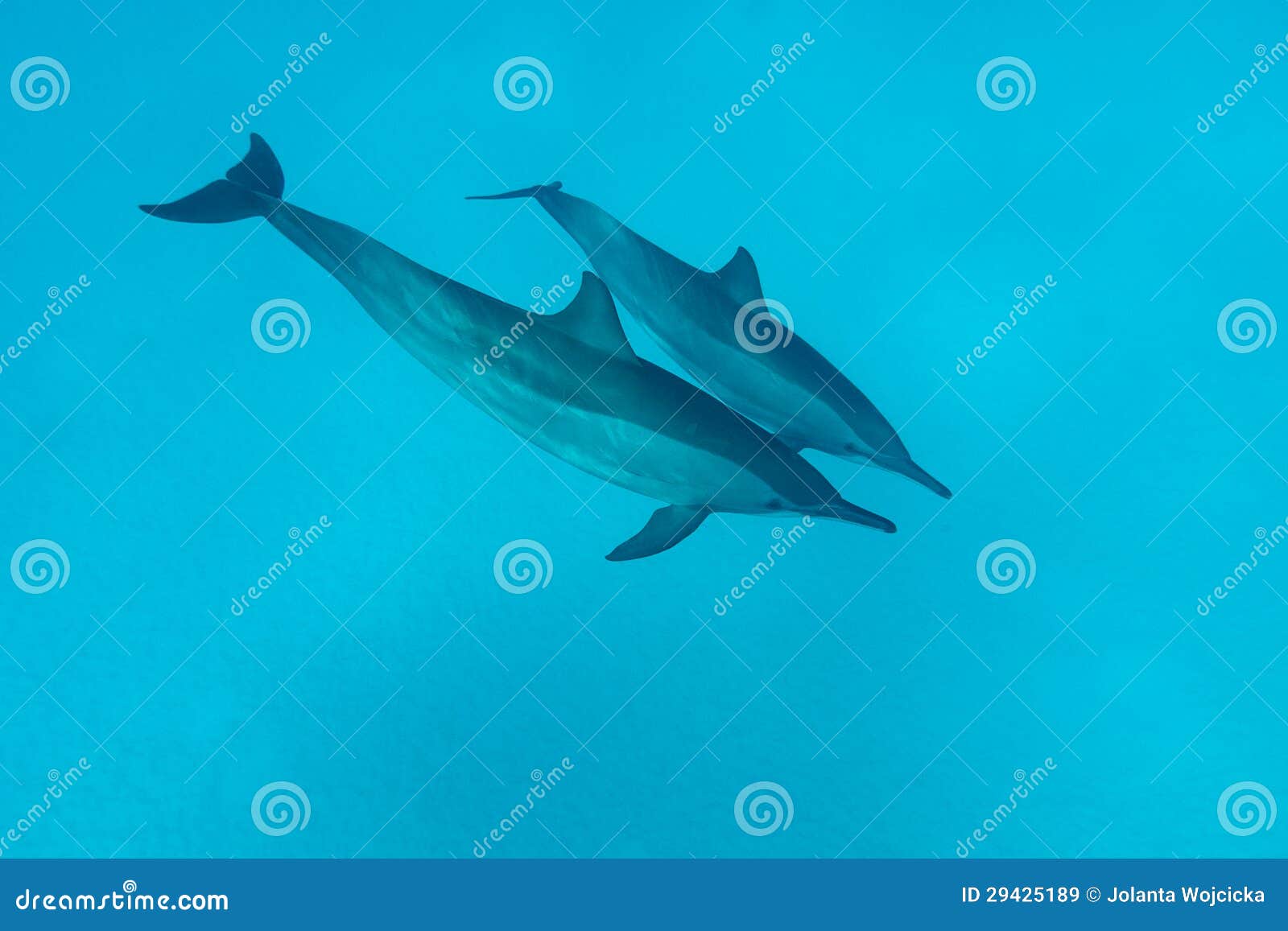Couple of Dolphins in Tropical Sea Stock Image - Image of deep ...