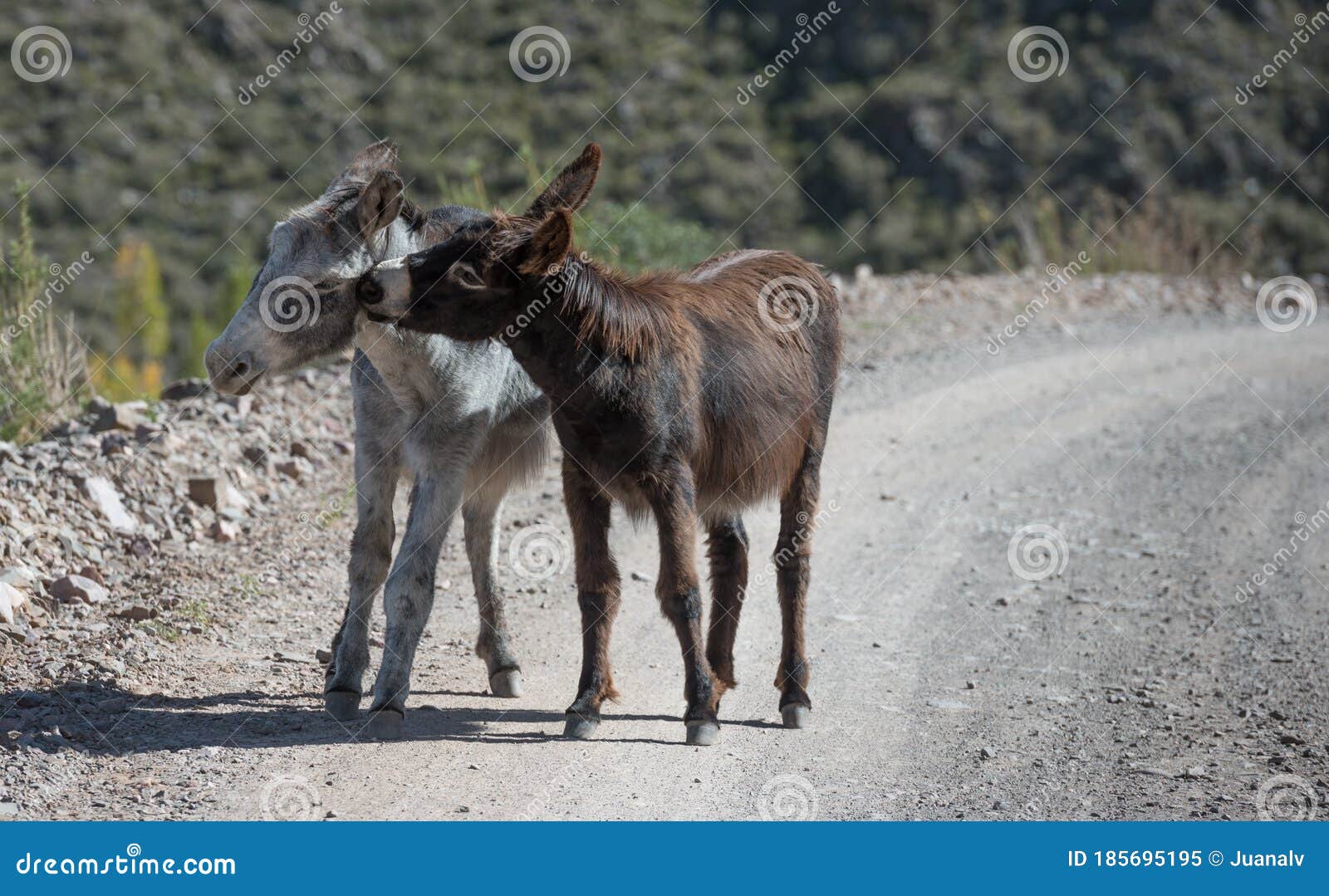 Couple of Donkeys in Love on the Road Stock Image - Image of farm ...