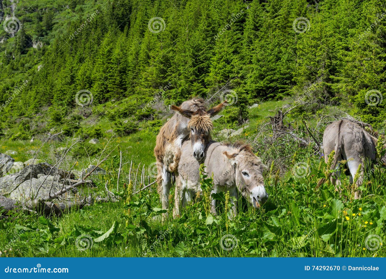 Couple of Donkeys Mating in the Mountains Stock Photo - Image of farm ...