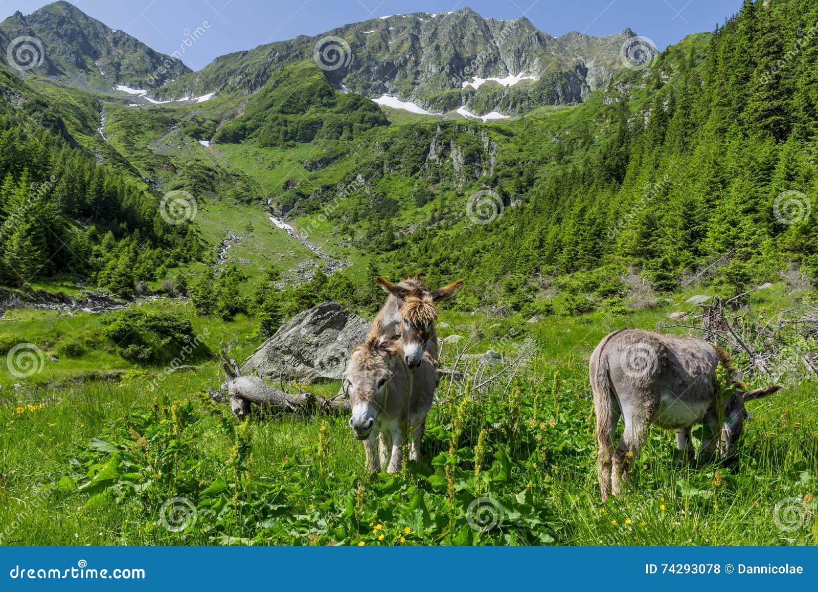 Couple of Donkeys Mating in the Mountains Stock Photo - Image of animal ...