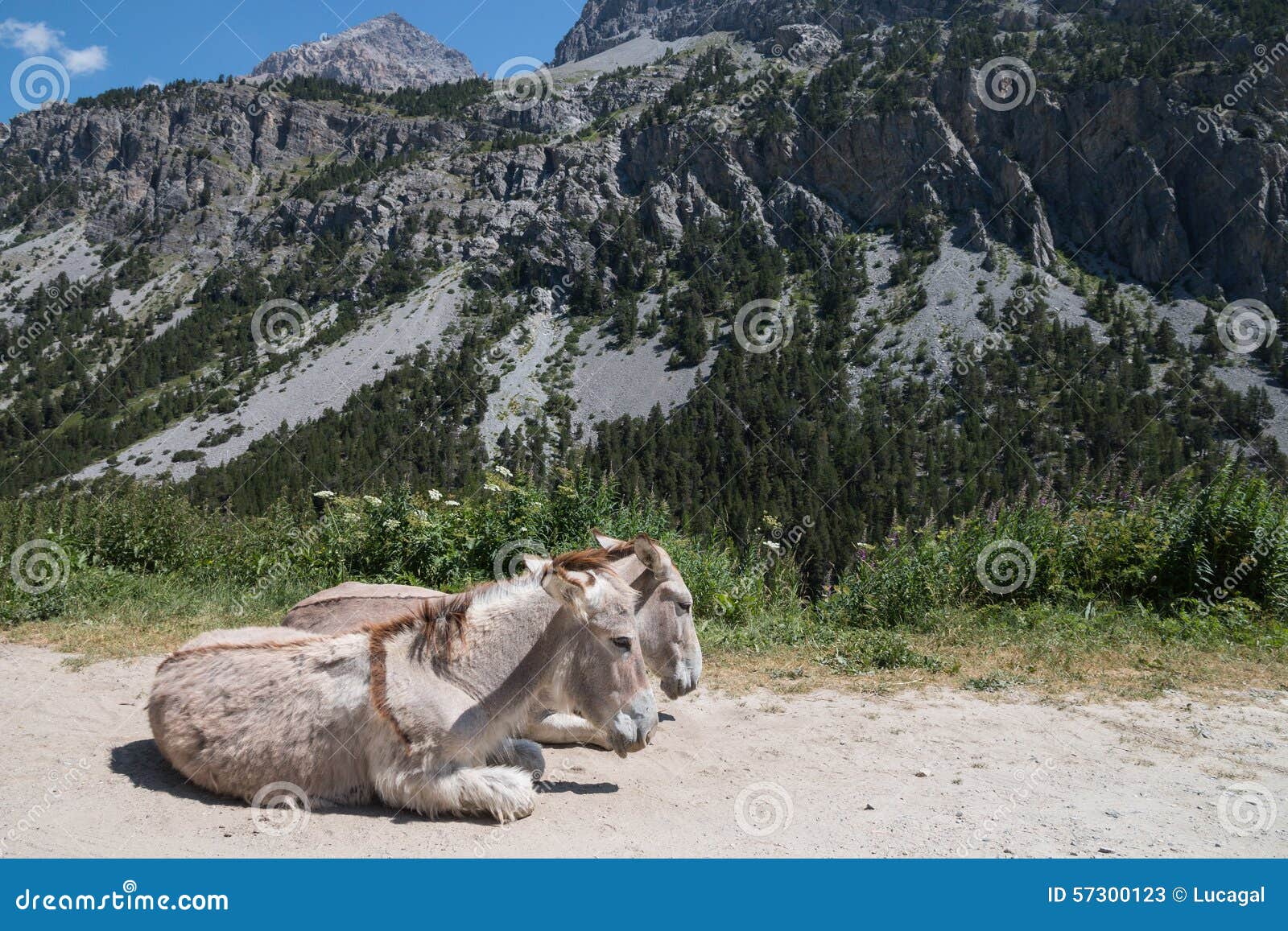 Couple of Donkeys Resting Side by Side on the Ground Stock Image ...