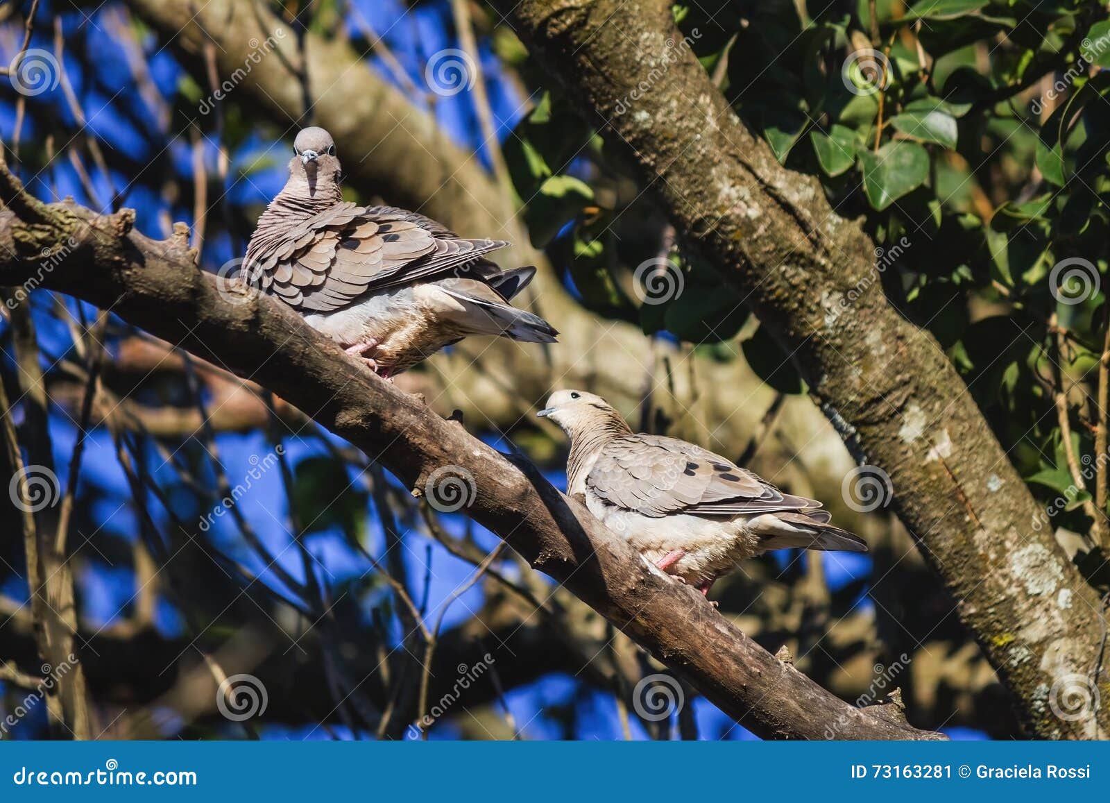 Couple dove on a branch stock image. Image of black, freedom - 73163281