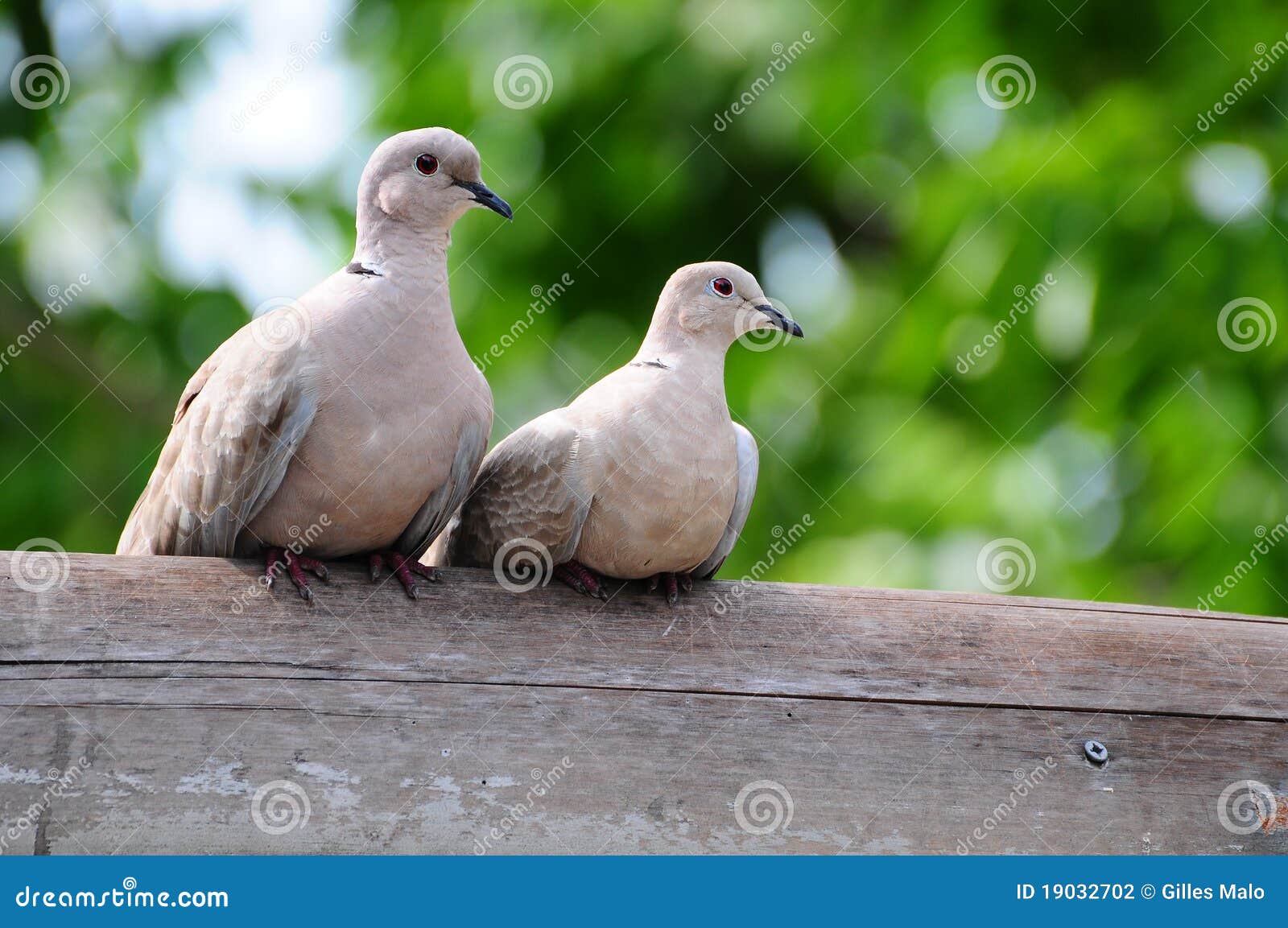 Couple of Doves stock photo. Image of pigeon, standing - 19032702