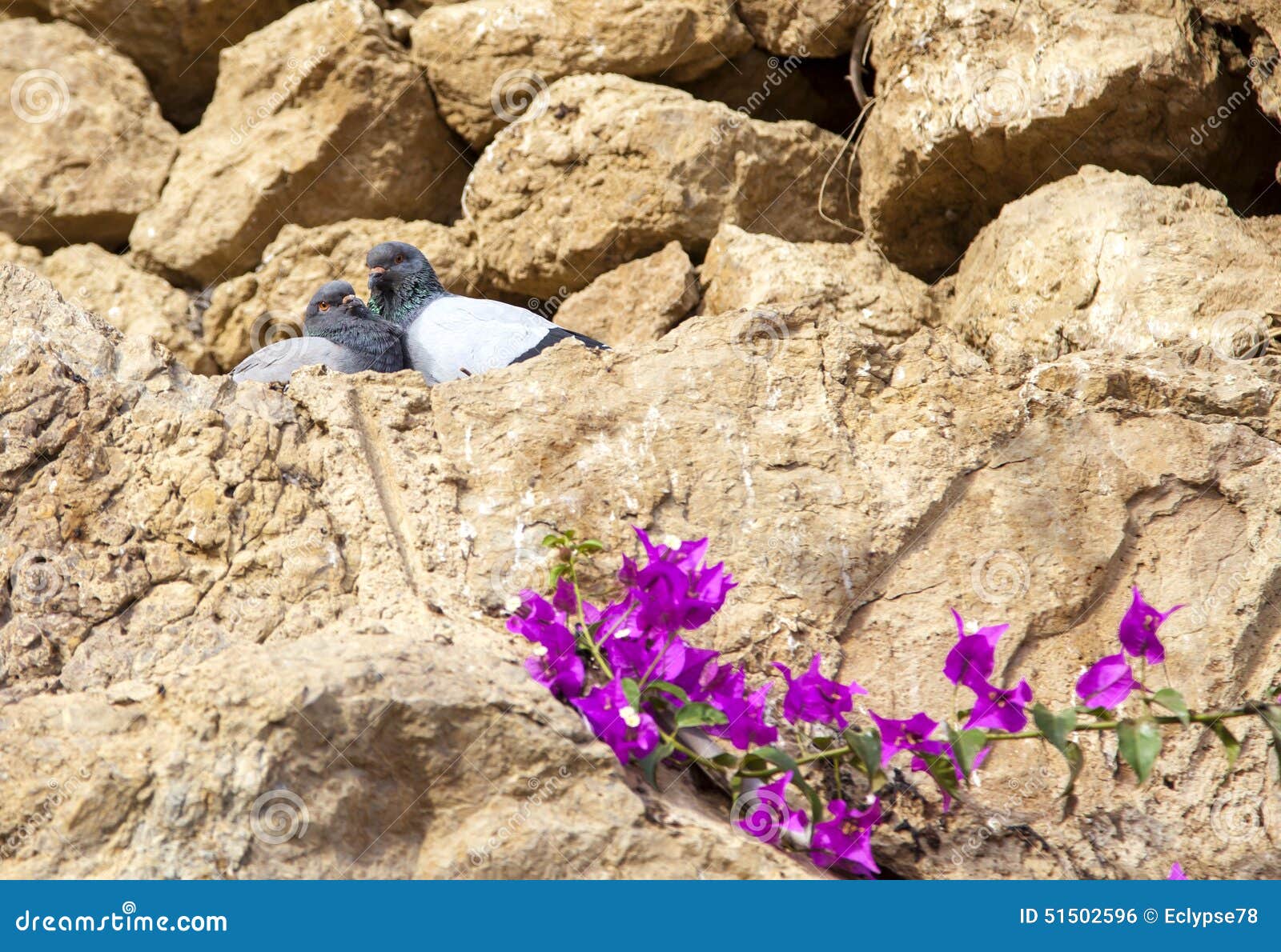 Couple Doves Being Romantic Stock Photos - Free & Royalty-Free Stock ...