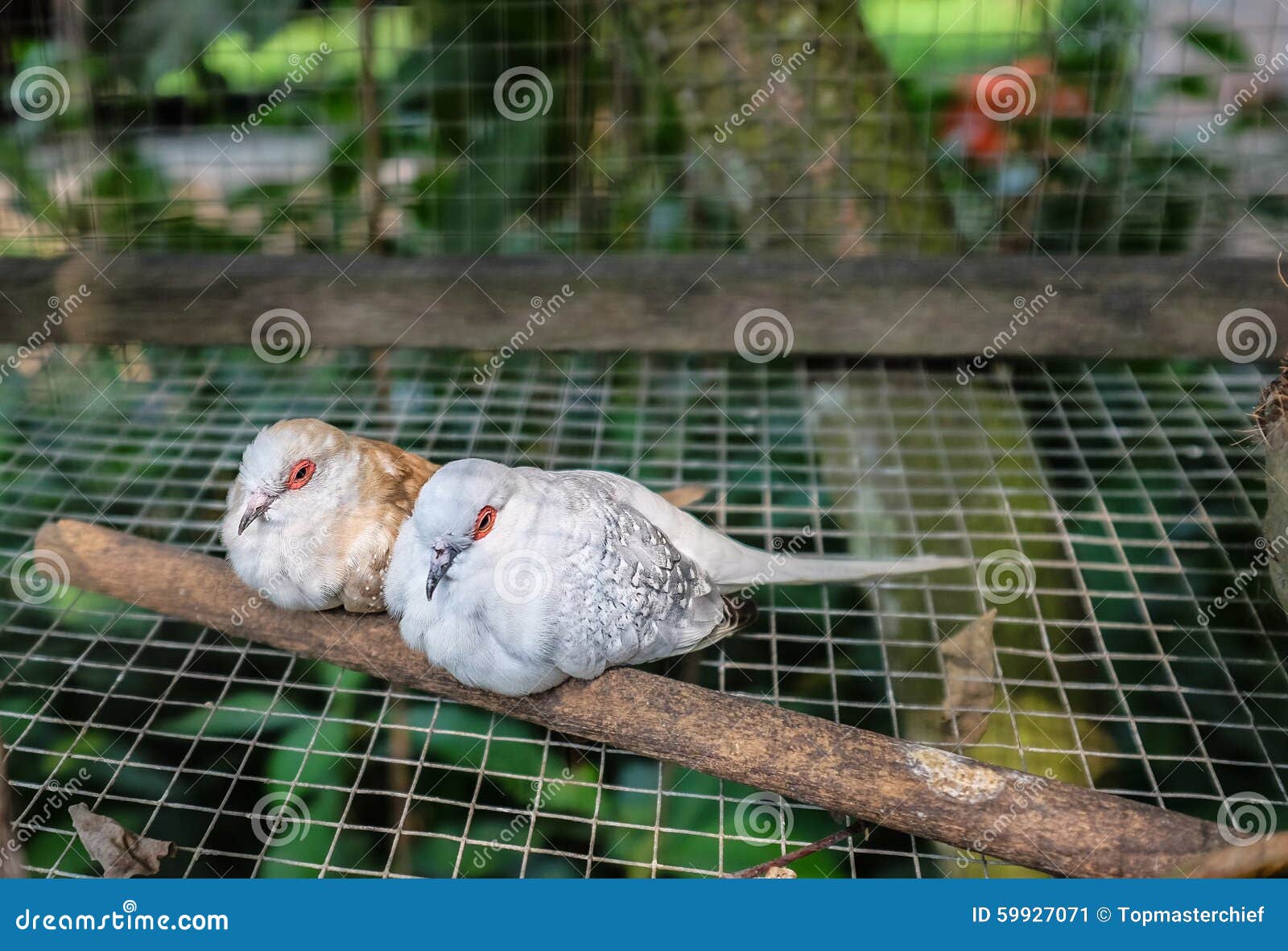 A Couple of Doves in the Cage Stock Image - Image of doves, bird: 59927071