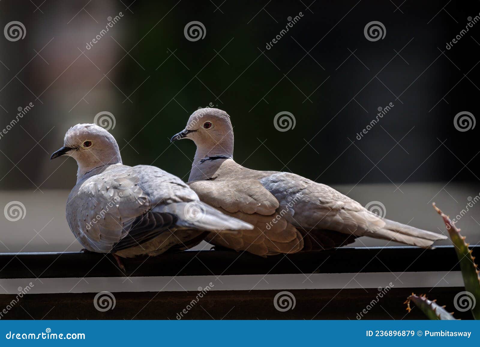 Couple of Doves during Courtship Pigeon Bird Stock Image - Image of ...