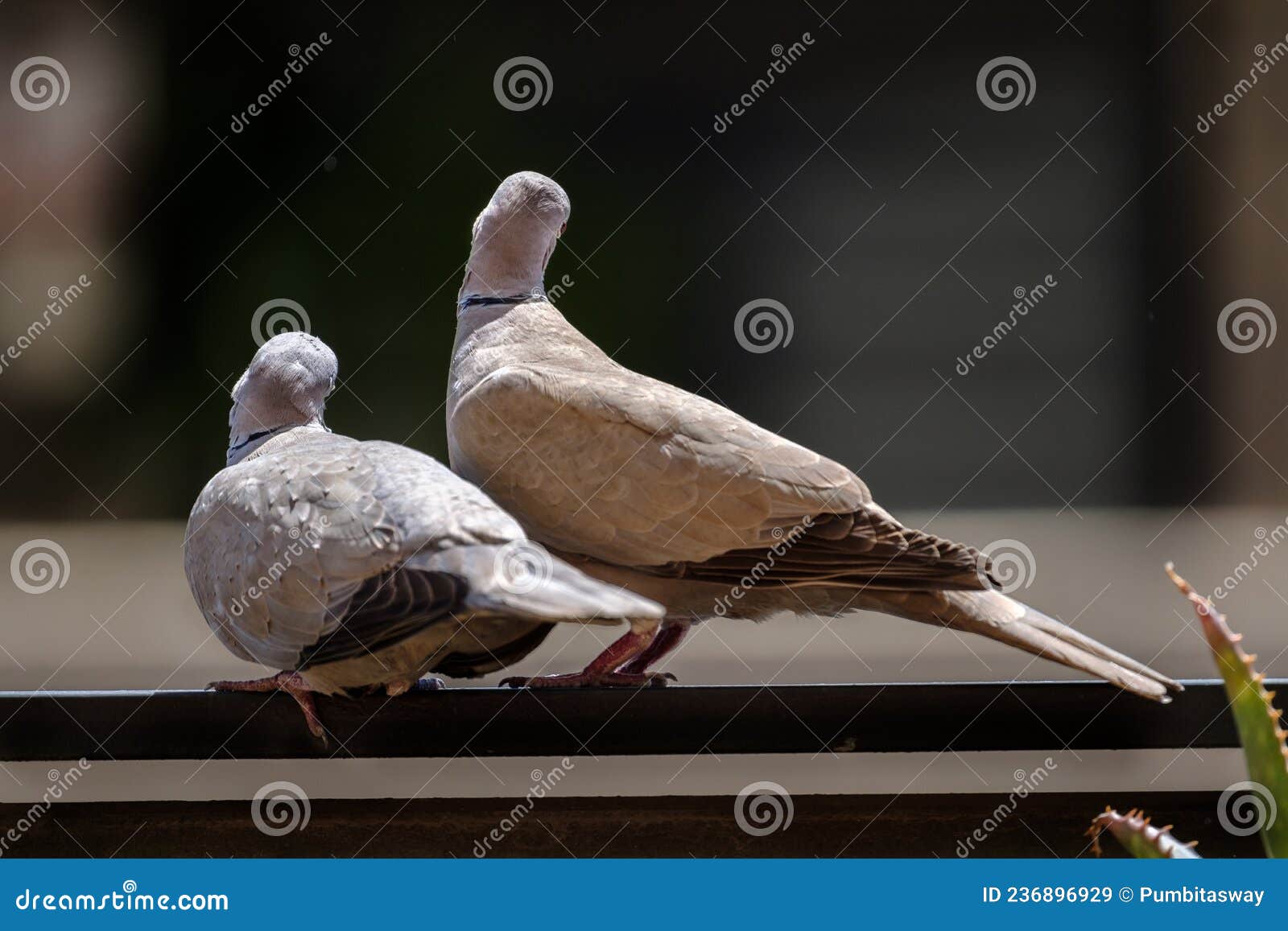 Couple of Doves during Courtship Pigeon Bird Stock Image - Image of ...