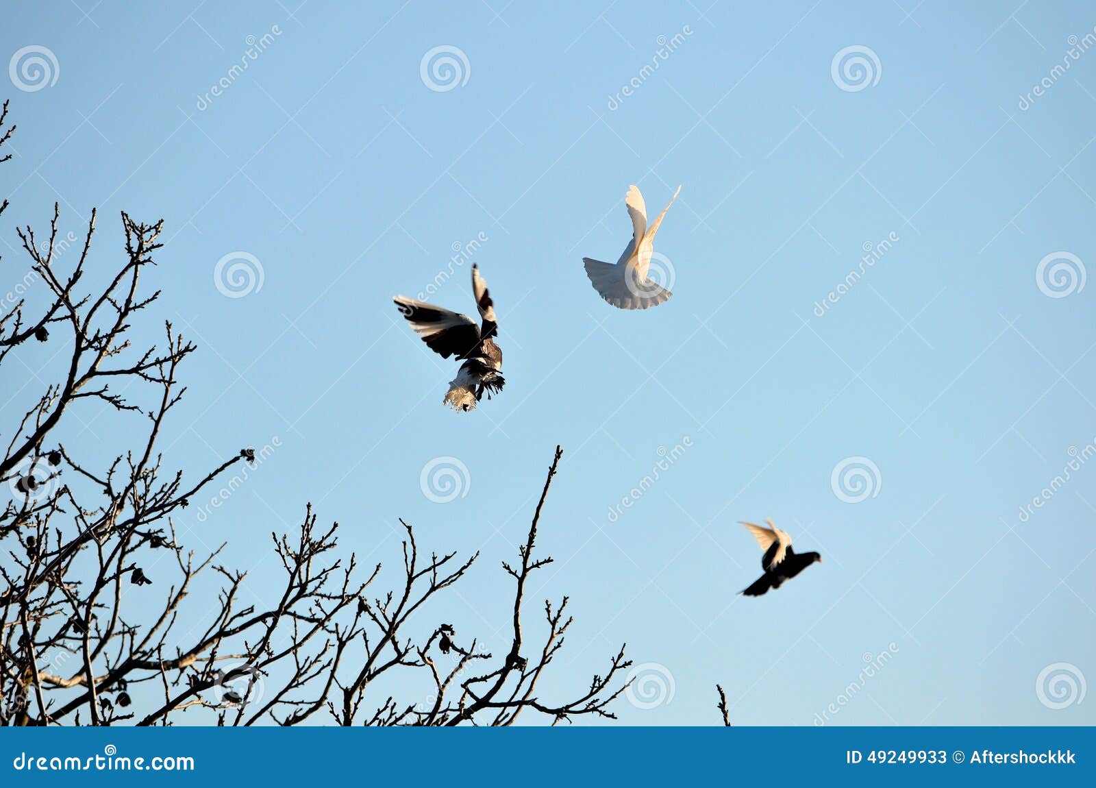 Couple doves flying stock image. Image of flying, pacific - 49249933